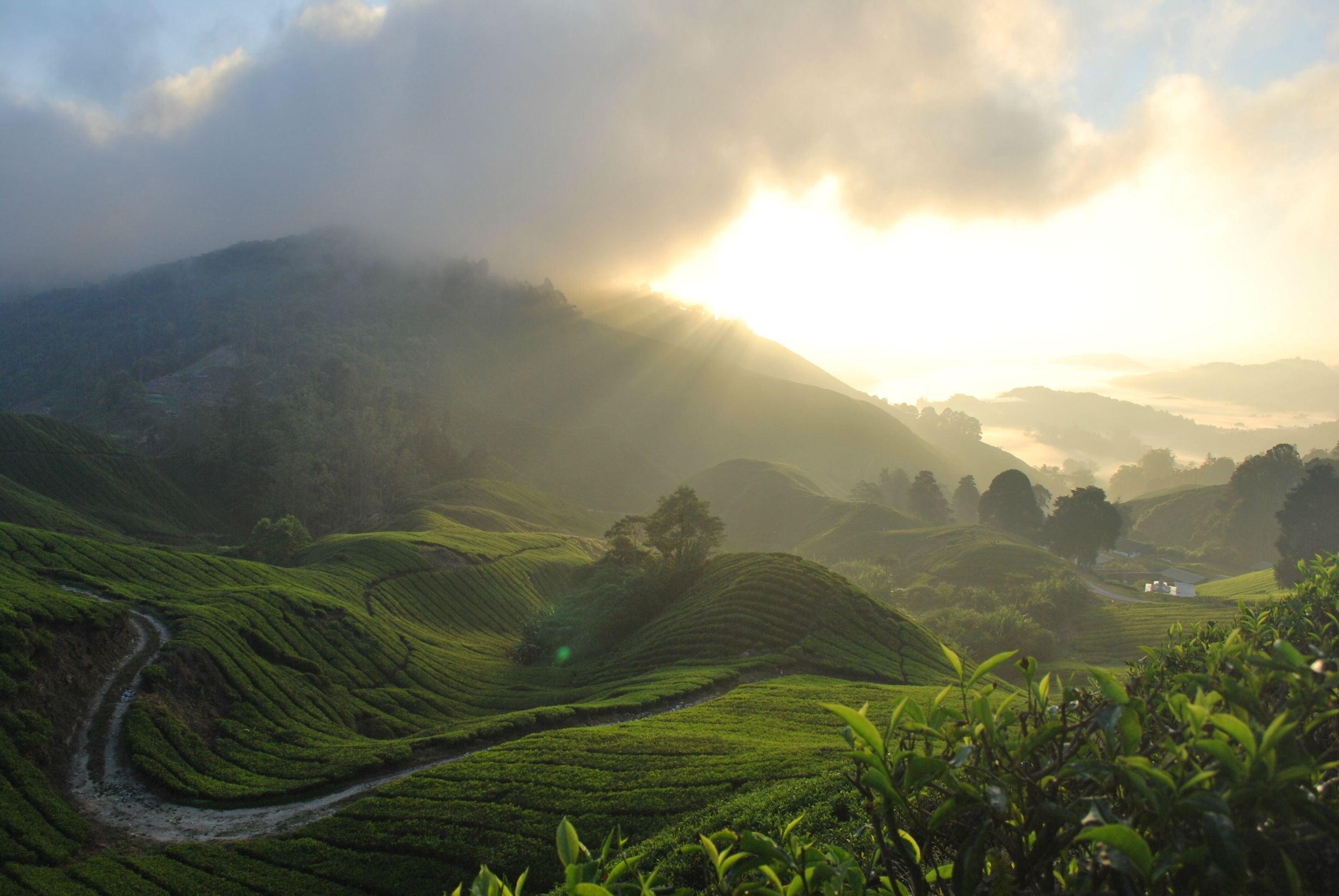 Cameron Highlands Wallpapers - Top Free Cameron Highlands Backgrounds ...