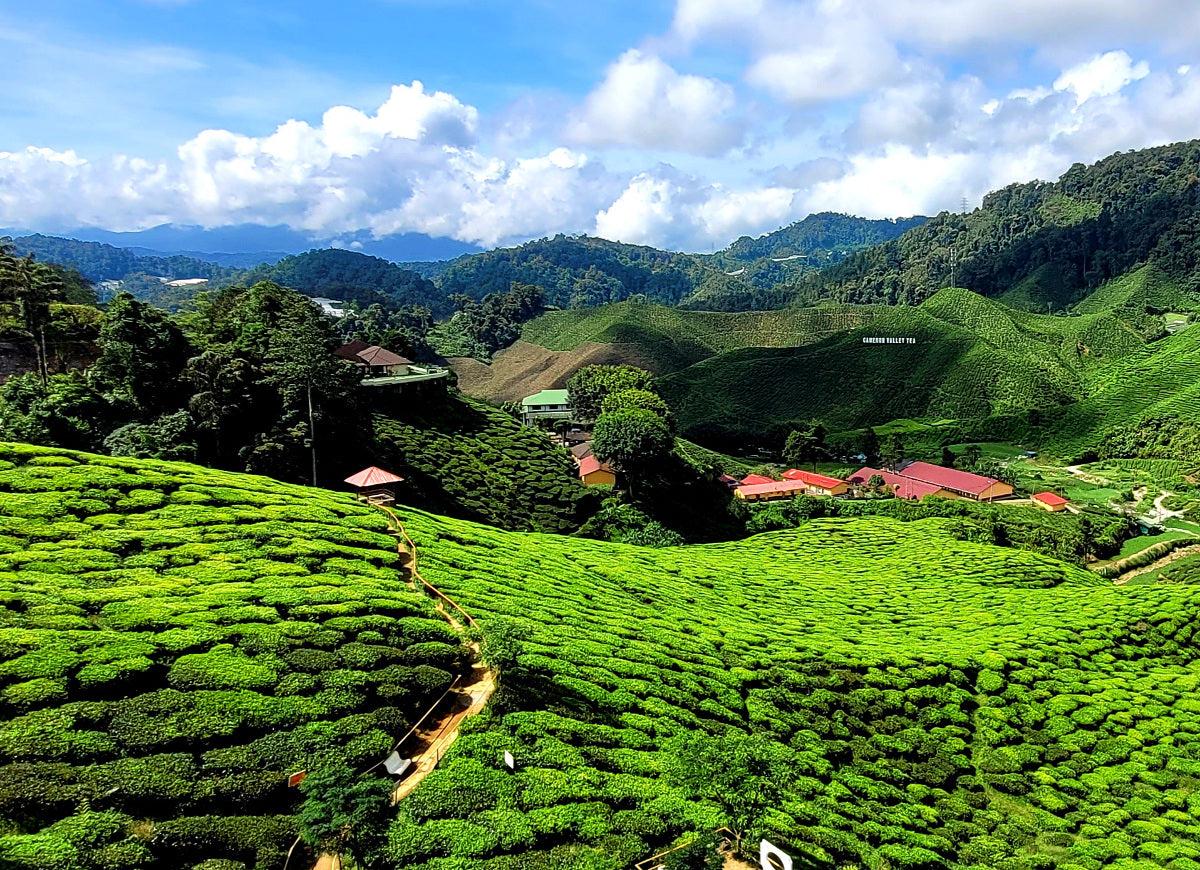 Cameron Highlands Wallpapers Top Free Cameron Highlands Backgrounds Wallpaperaccess