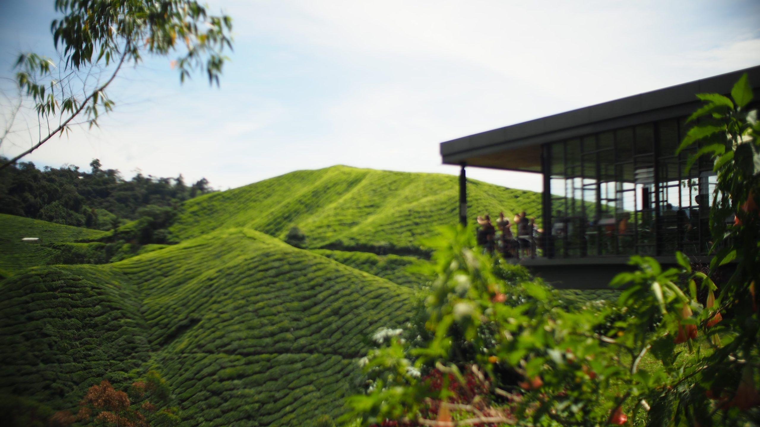 Cameron Highlands Wallpapers - Top Free Cameron Highlands Backgrounds ...