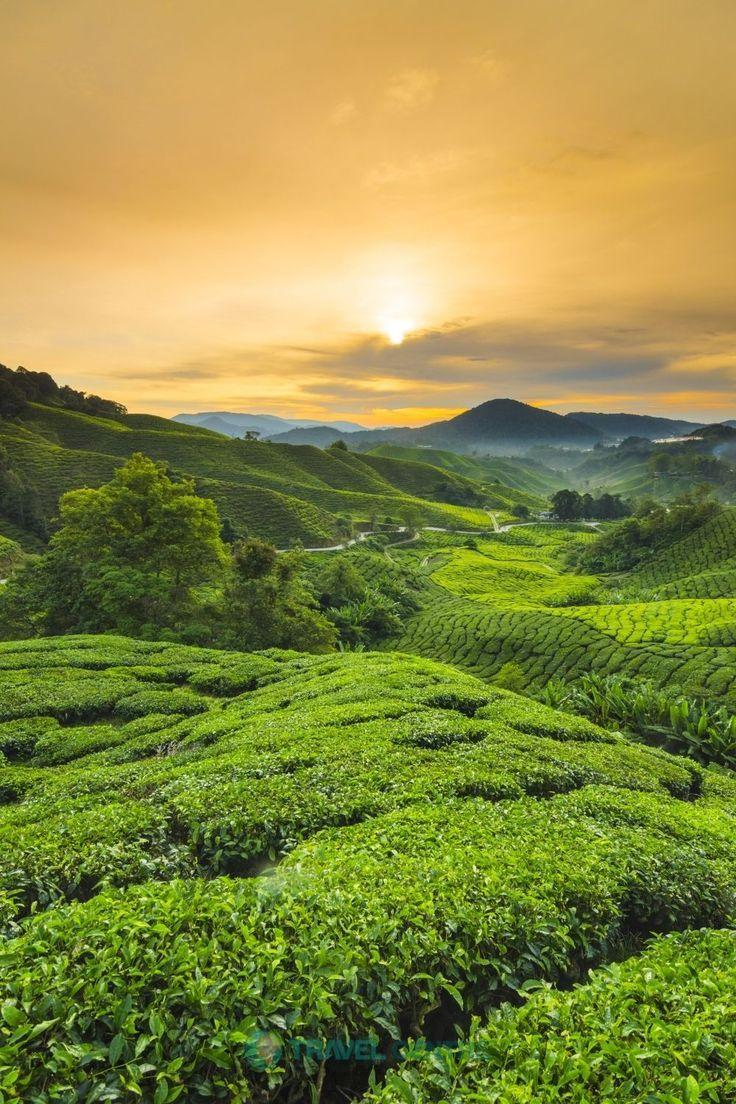 Cameron Highlands Wallpapers - Top Free Cameron Highlands Backgrounds ...