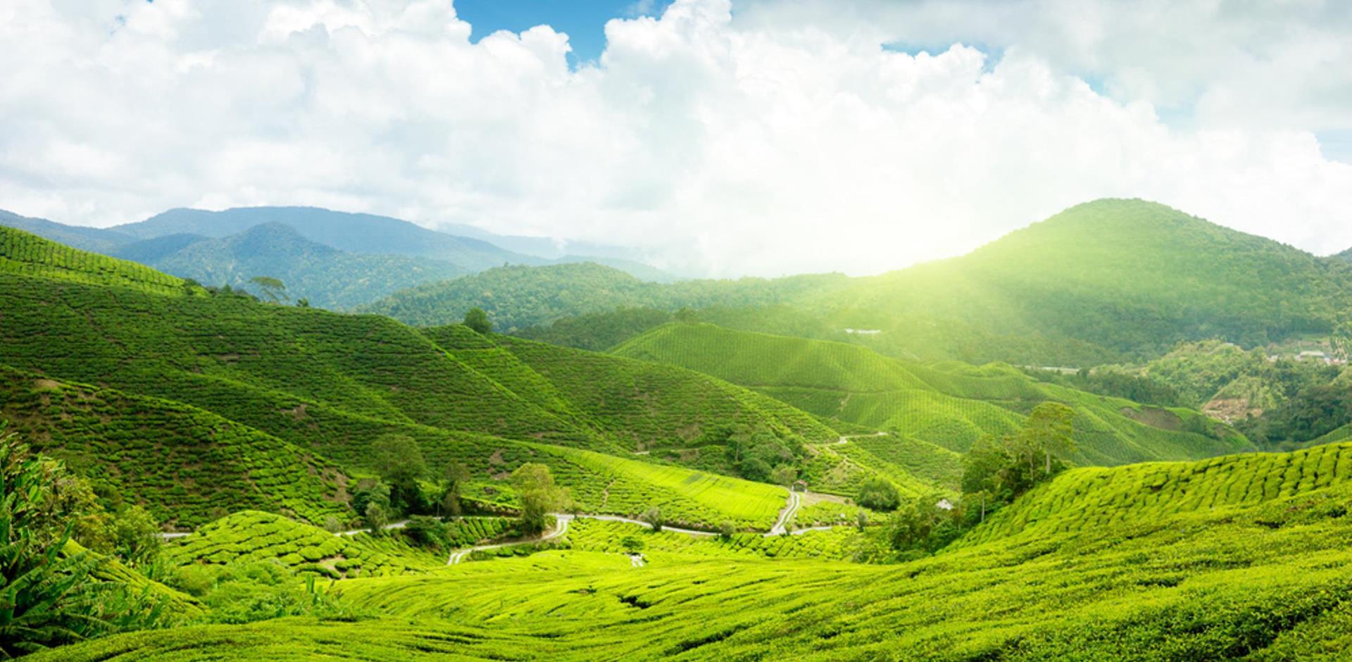 Cameron Highlands Wallpapers - Top Free Cameron Highlands Backgrounds ...