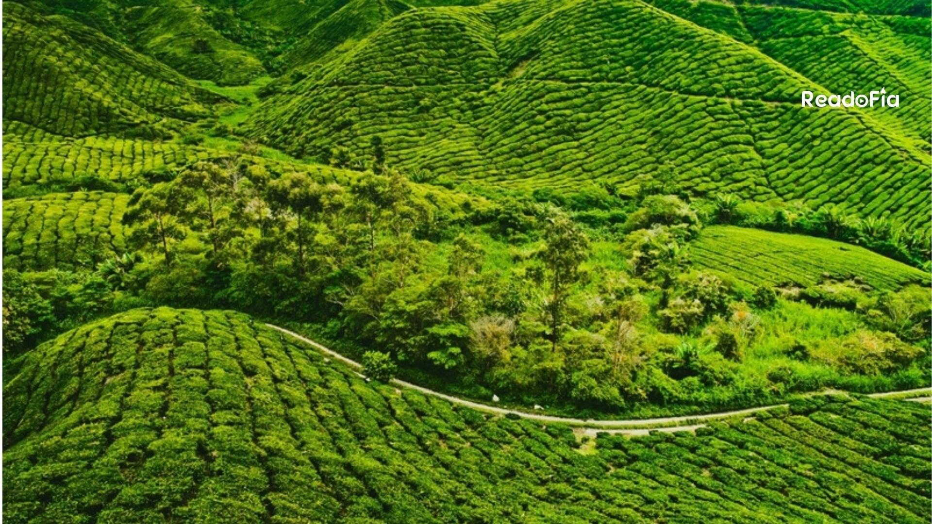 Cameron Highlands Wallpapers - Top Free Cameron Highlands Backgrounds ...