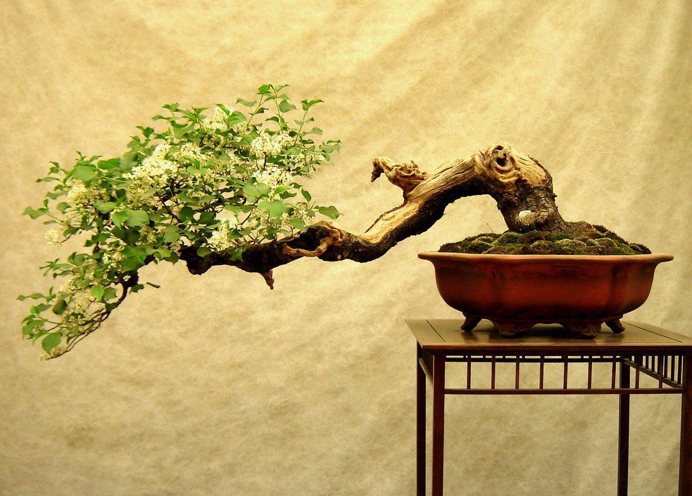 Zen Bonsai Wallpapers - Top Free Zen Bonsai Backgrounds - WallpaperAccess