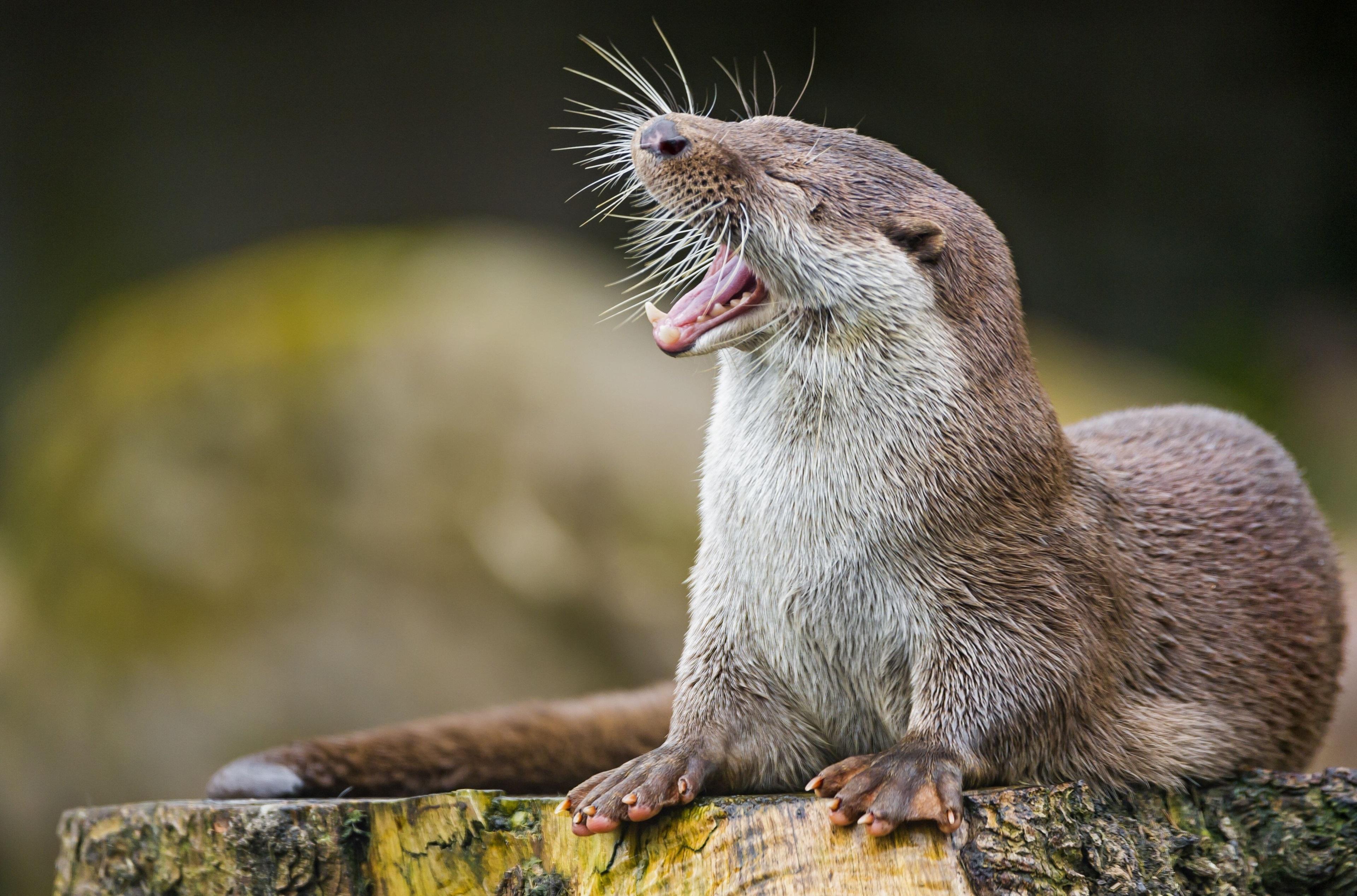 Otter 4K Wallpapers - Top Free Otter 4K Backgrounds - WallpaperAccess