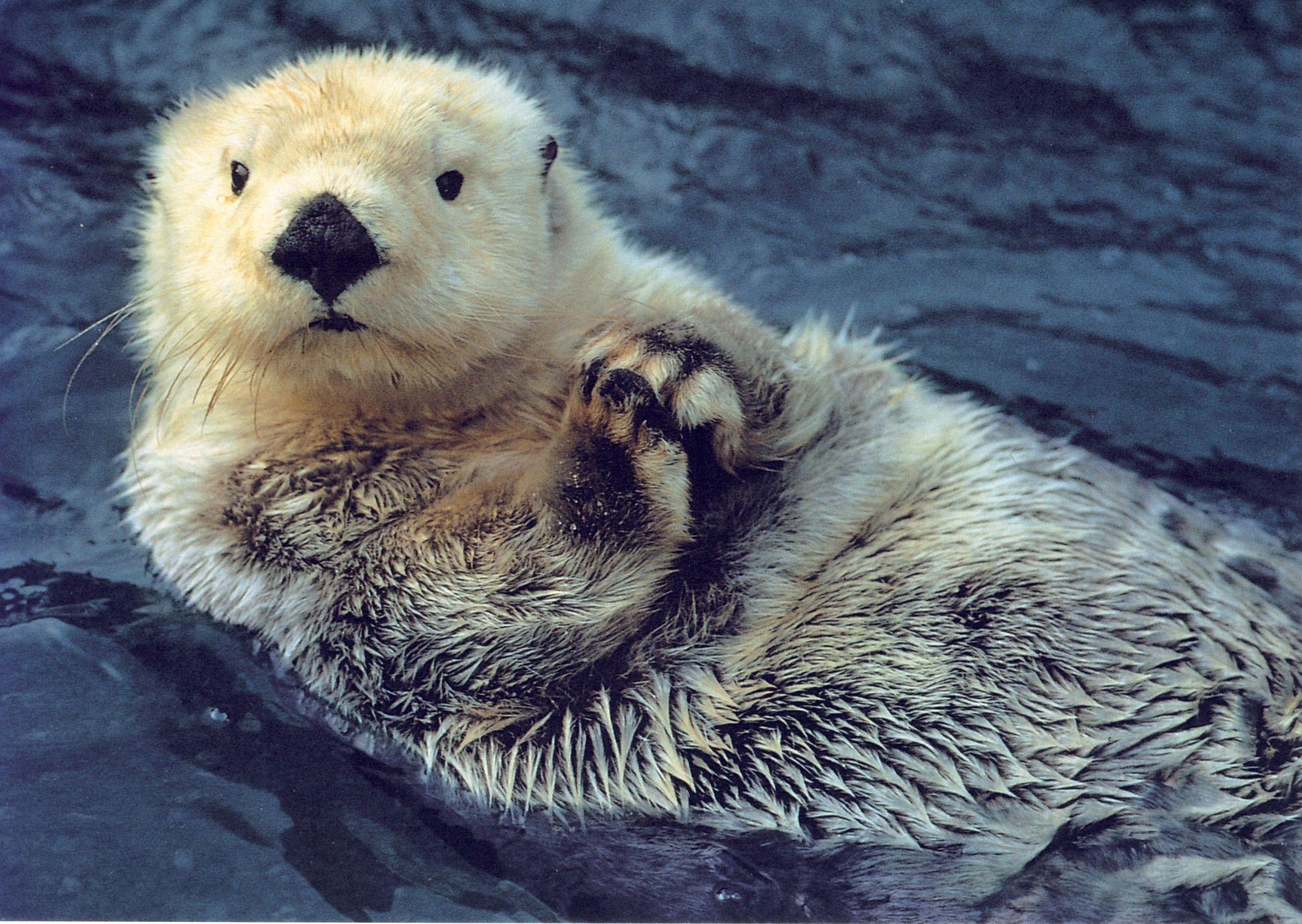 Otter 4K Wallpapers - Top Free Otter 4K Backgrounds - WallpaperAccess
