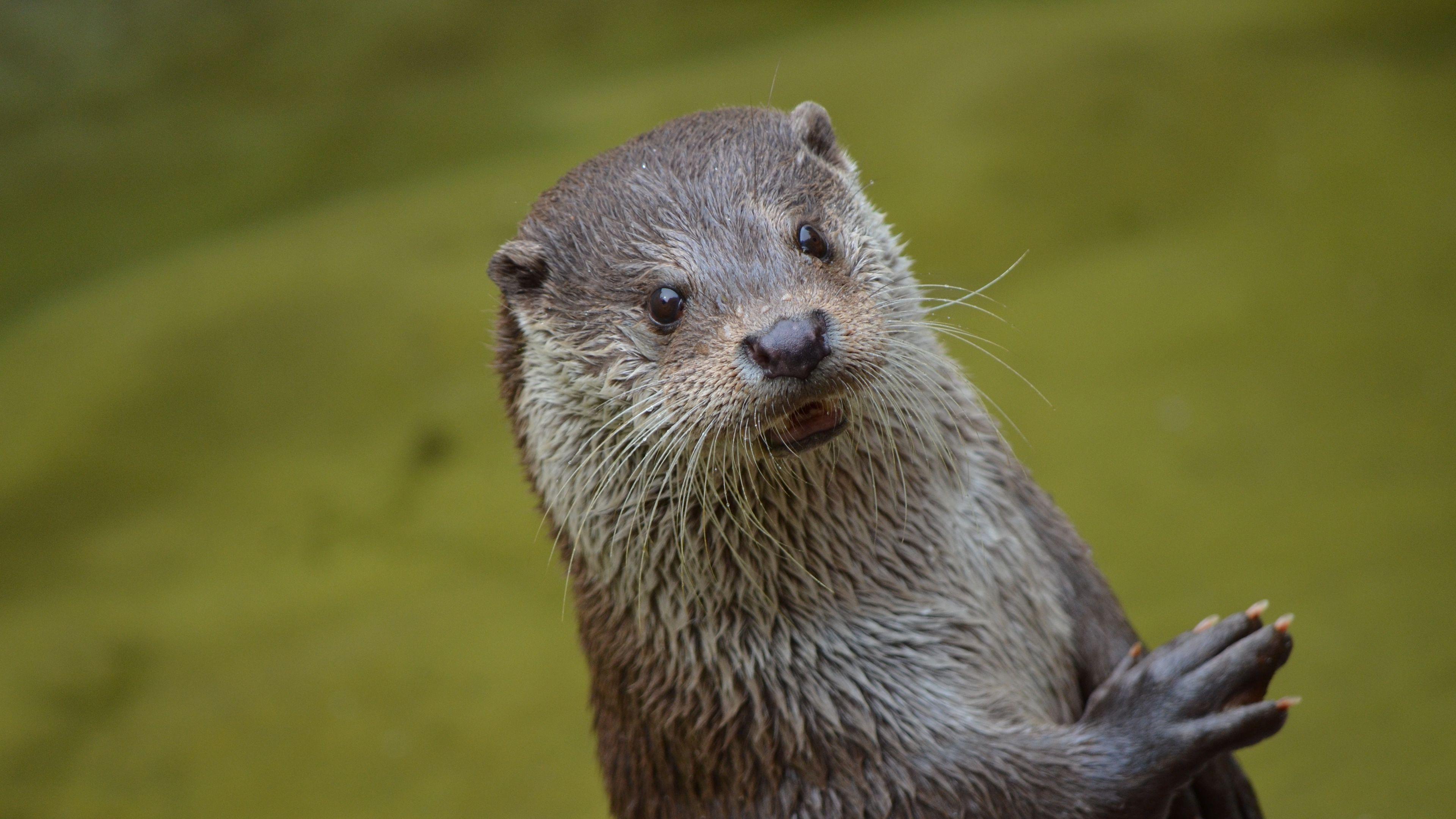 Otter 4K Wallpapers - Top Free Otter 4K Backgrounds - WallpaperAccess