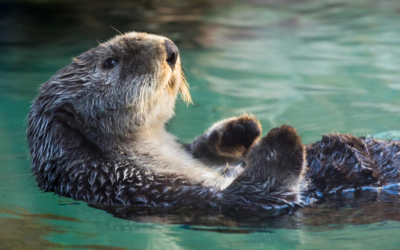 Otter 4K Wallpapers - Top Free Otter 4K Backgrounds - WallpaperAccess