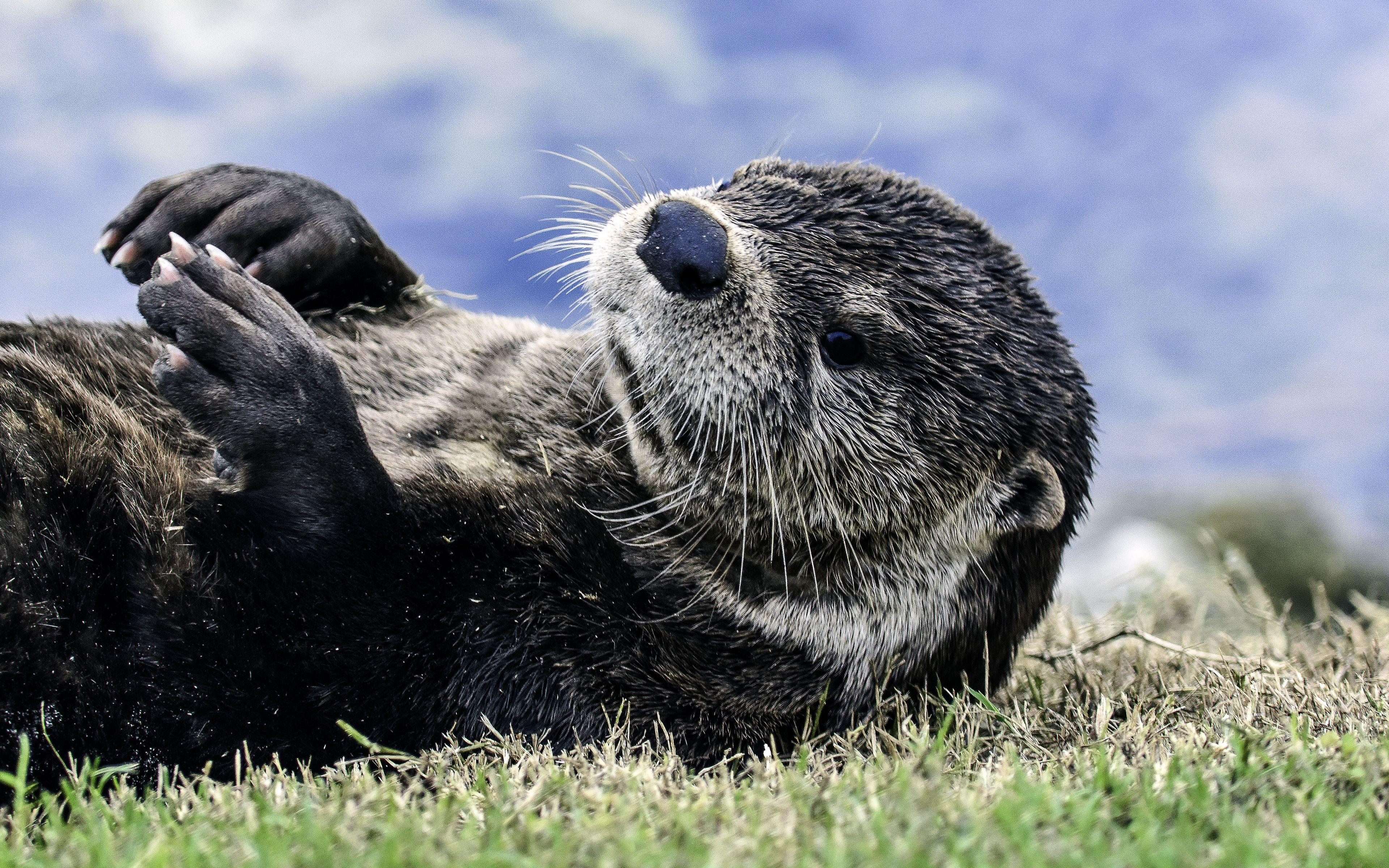 Otter 4K Wallpapers - Top Free Otter 4K Backgrounds - WallpaperAccess