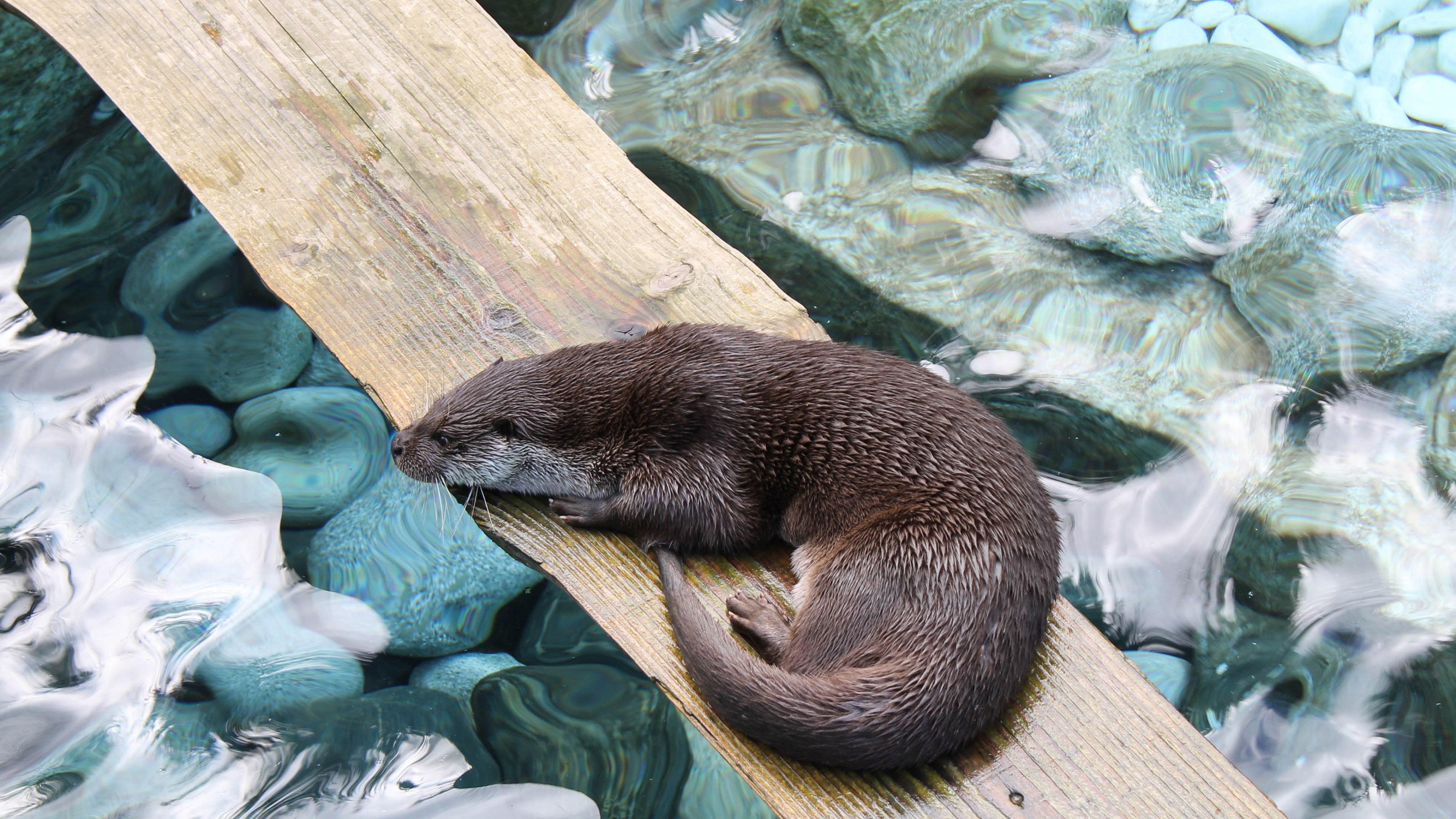 Otter 4K Wallpapers - Top Free Otter 4K Backgrounds - WallpaperAccess