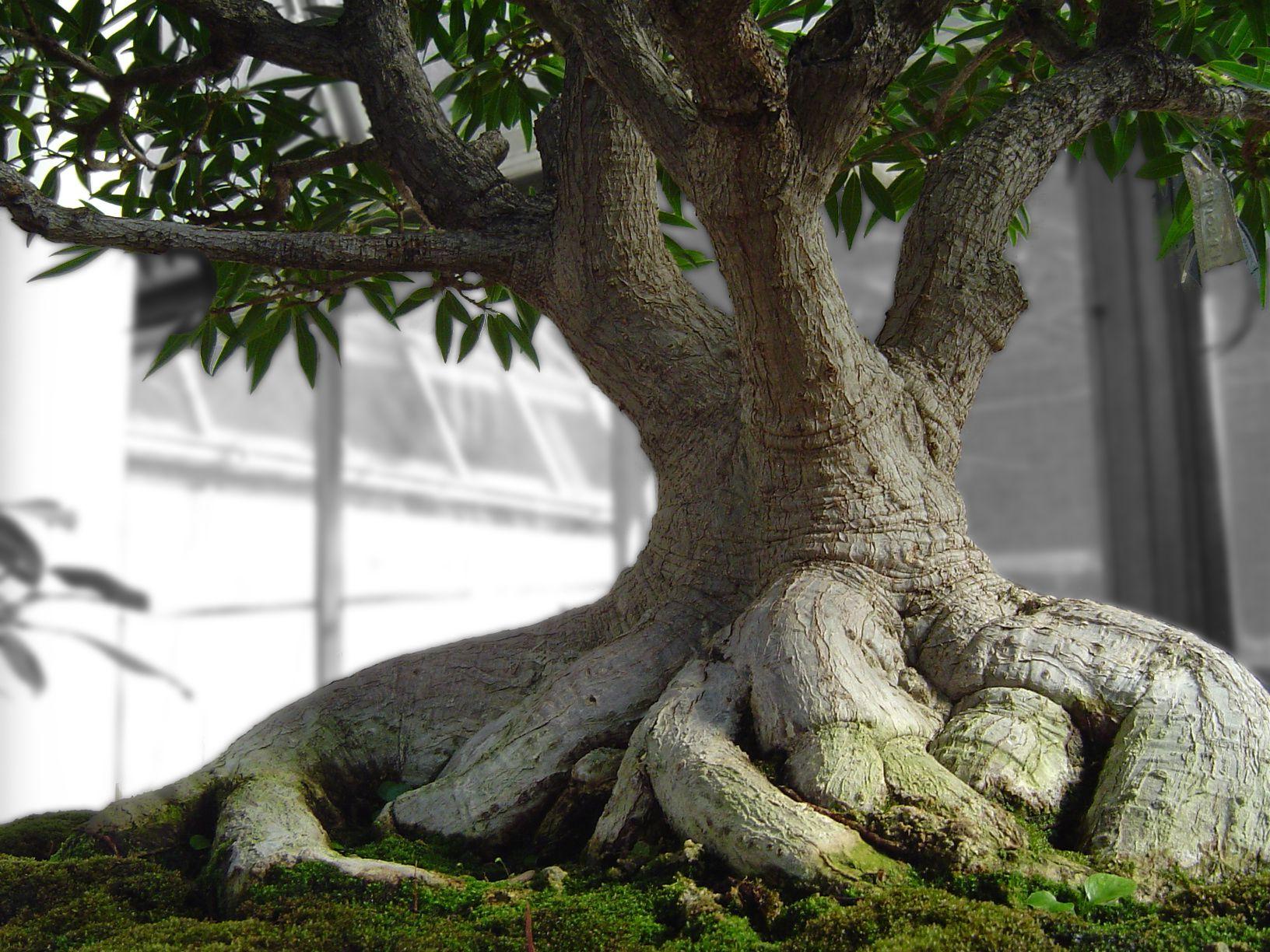 Zen Bonsai Wallpapers - Top Free Zen Bonsai Backgrounds - WallpaperAccess