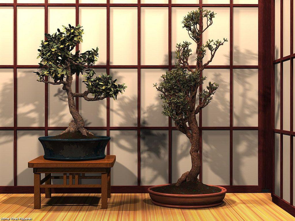 Zen Bonsai Wallpapers - Top Free Zen Bonsai Backgrounds - WallpaperAccess