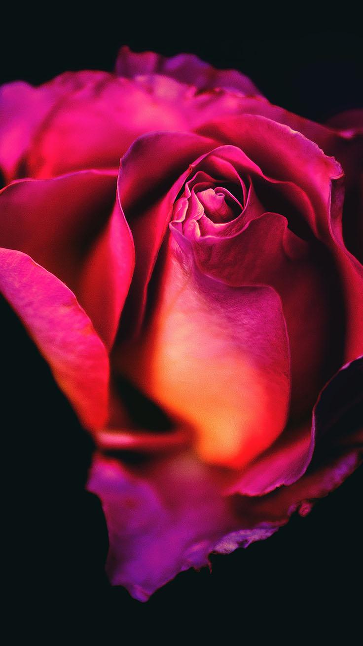 Rose iPhone HD Wallpapers - Top Free Rose iPhone HD Backgrounds ...