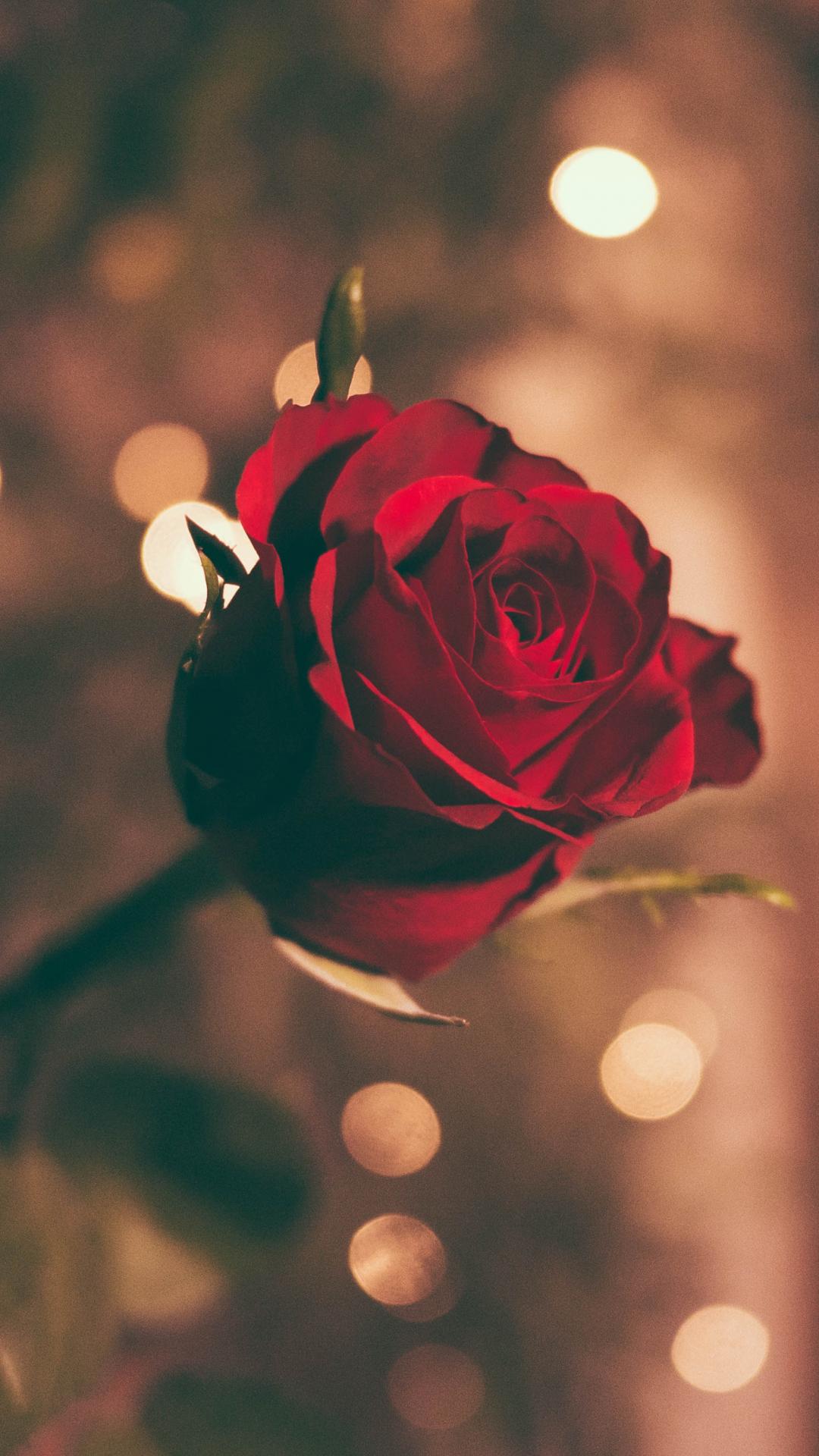 Rose iPhone HD Wallpapers - Top Free Rose iPhone HD Backgrounds ...