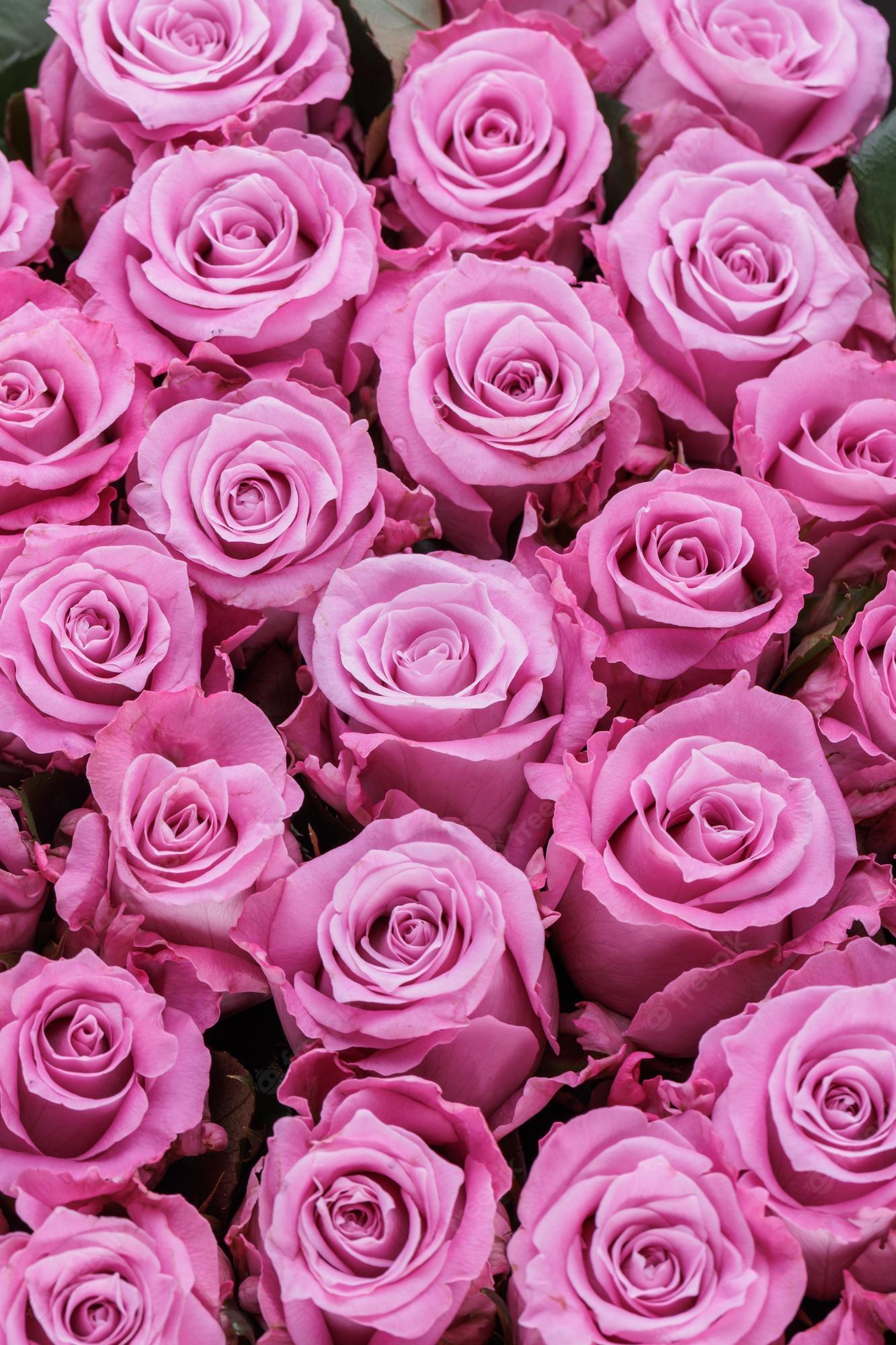 Light Magenta Wallpapers - Top Free Light Magenta Backgrounds ...