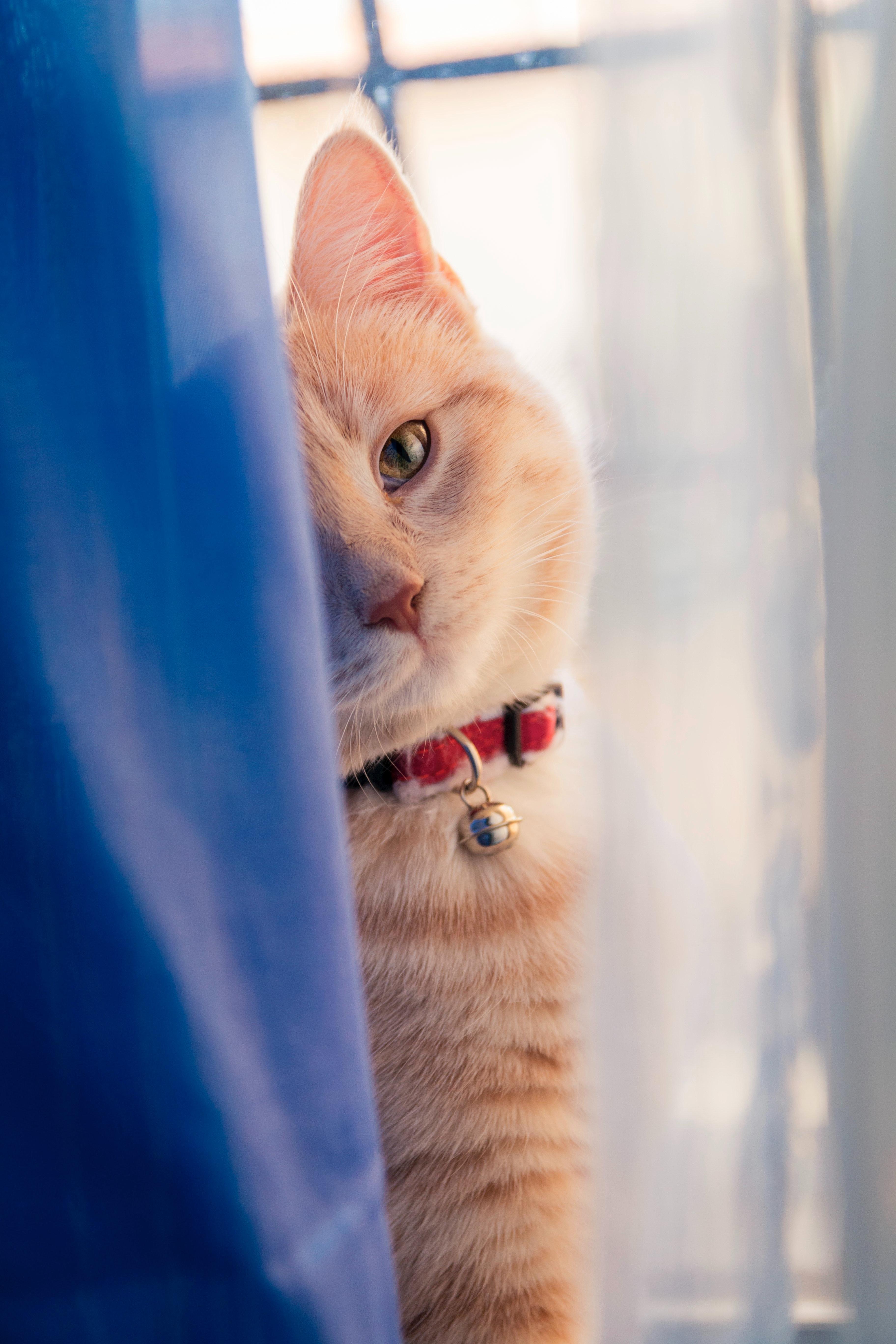 Small Cat Wallpapers - Top Free Small Cat Backgrounds - WallpaperAccess