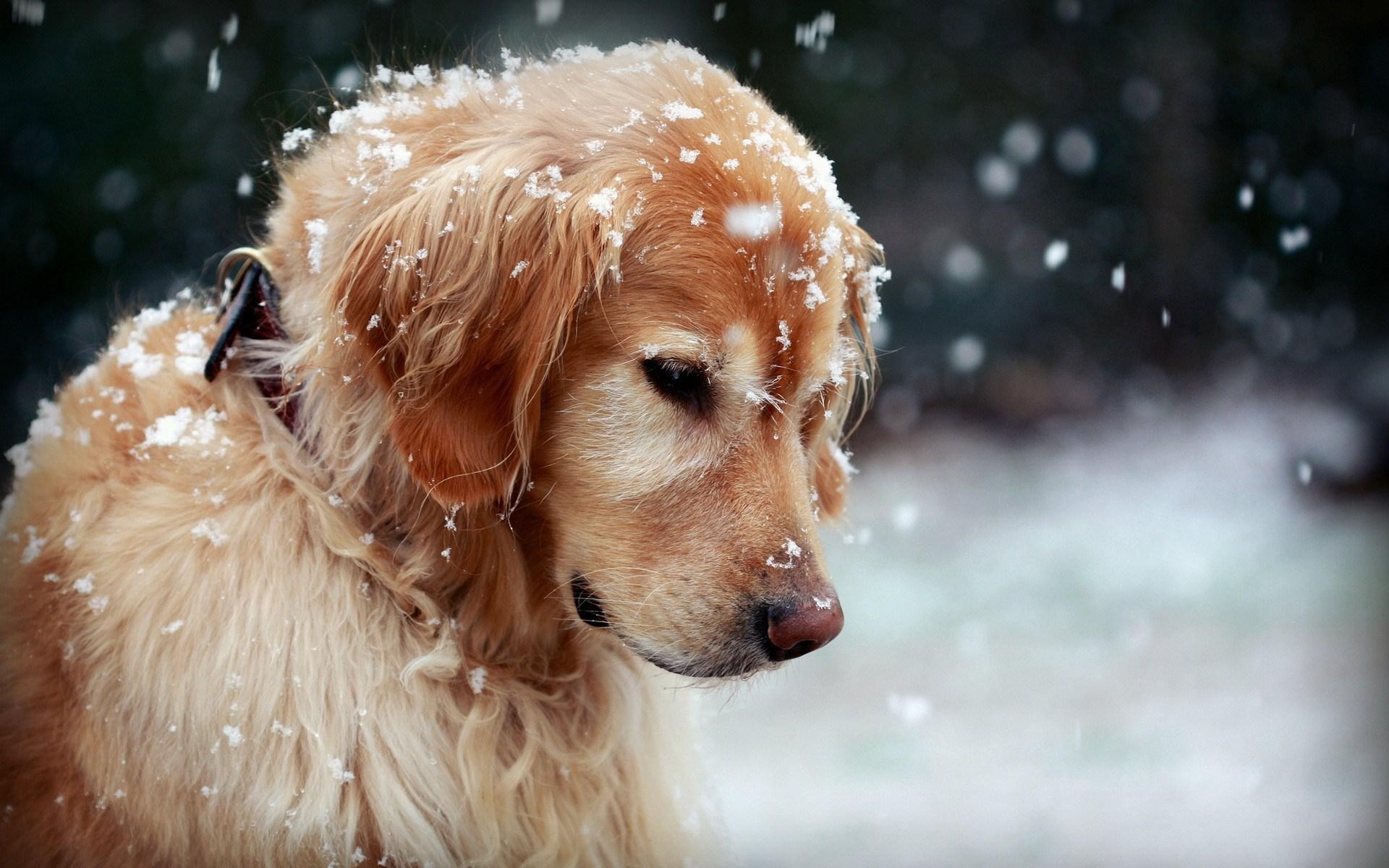 Dogs In Winter Wallpapers - Top Free Dogs In Winter Backgrounds ...