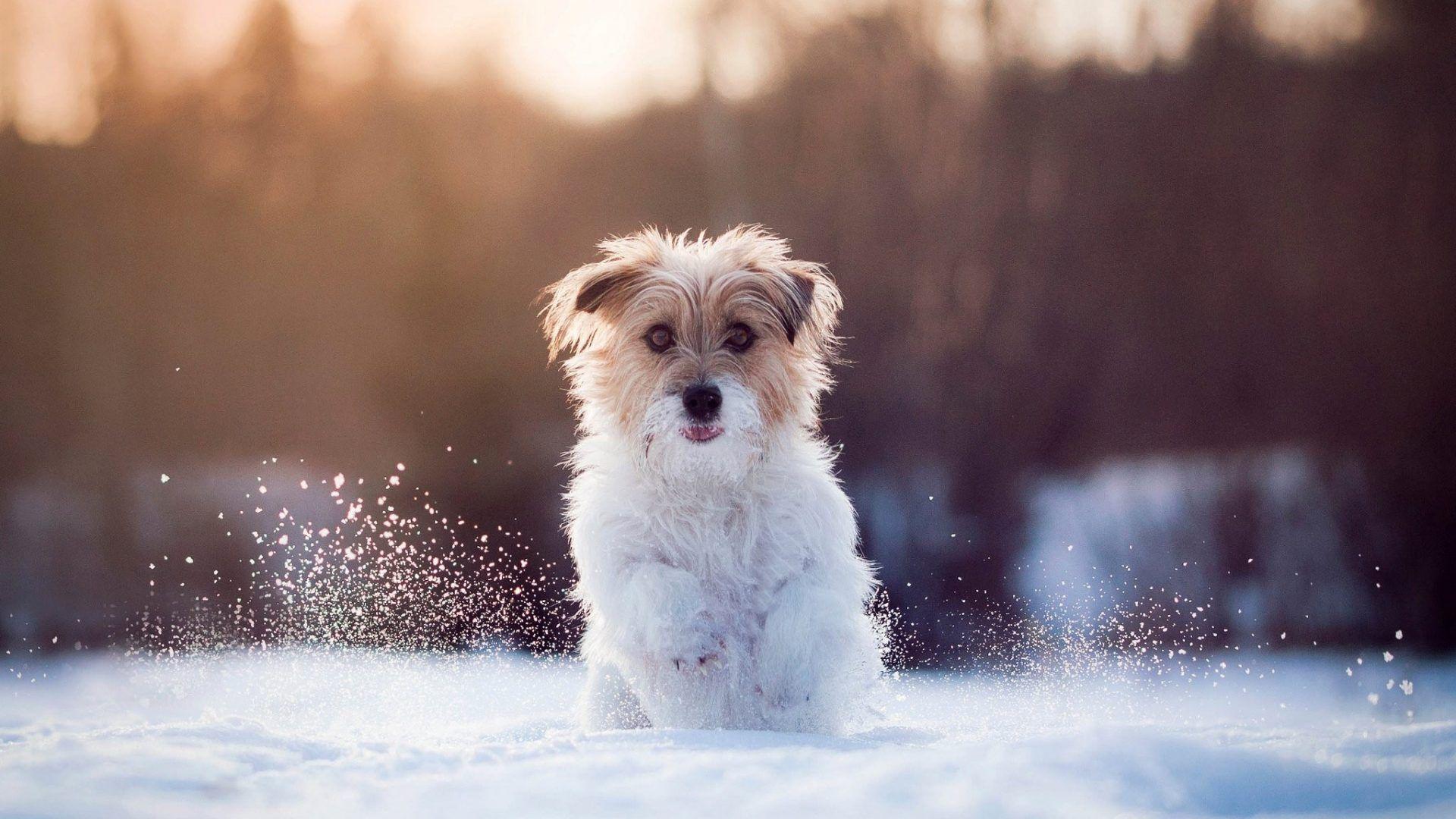 Dogs In Winter Wallpapers - Top Free Dogs In Winter Backgrounds ...