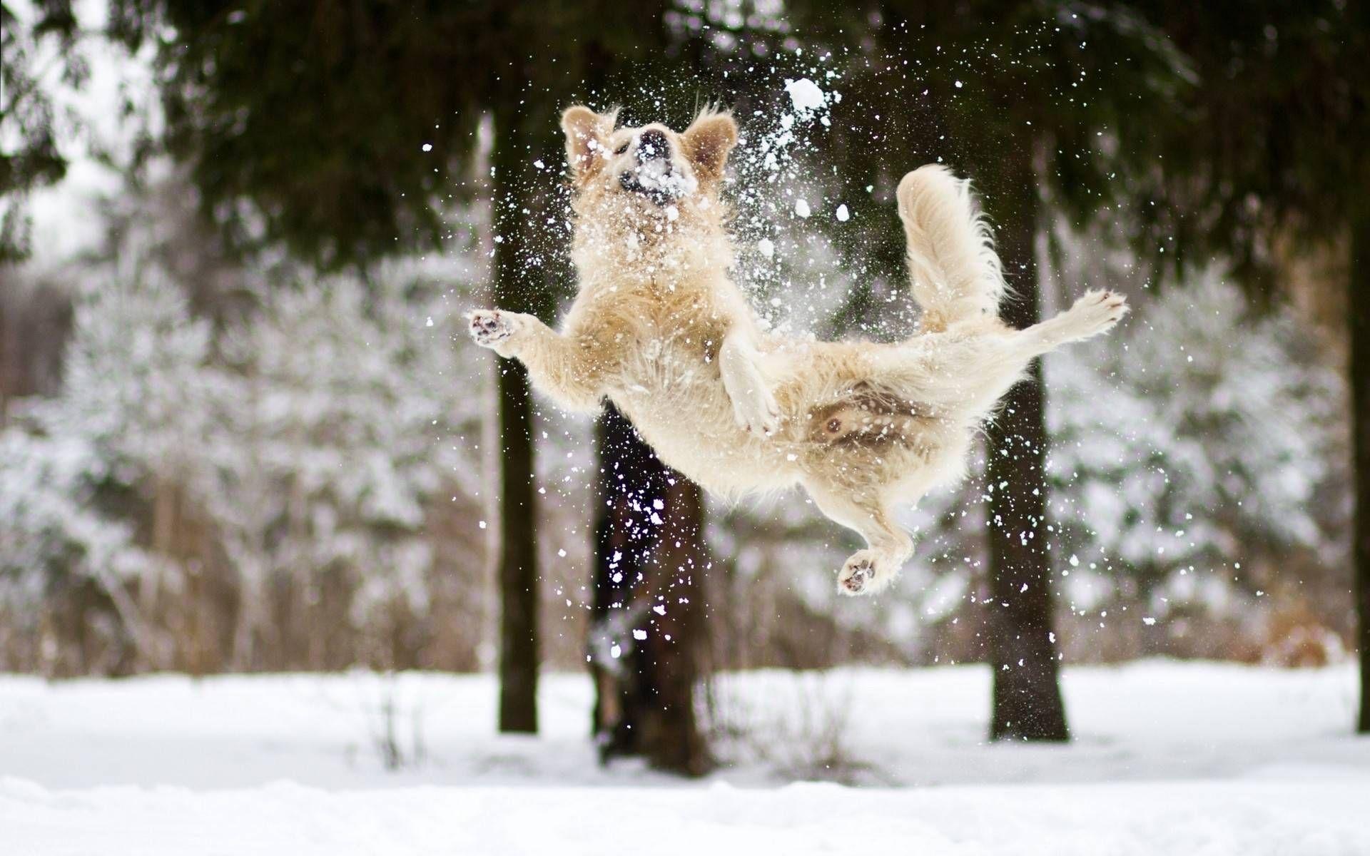 Dogs In Winter Wallpapers - Top Free Dogs In Winter Backgrounds ...