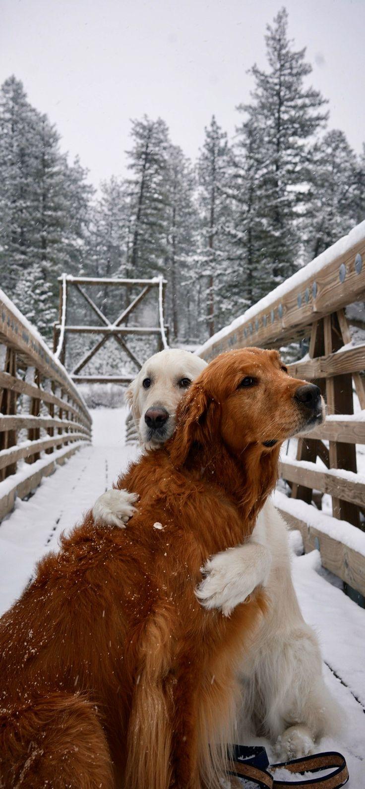 Dogs In Winter Wallpapers - Top Free Dogs In Winter Backgrounds ...