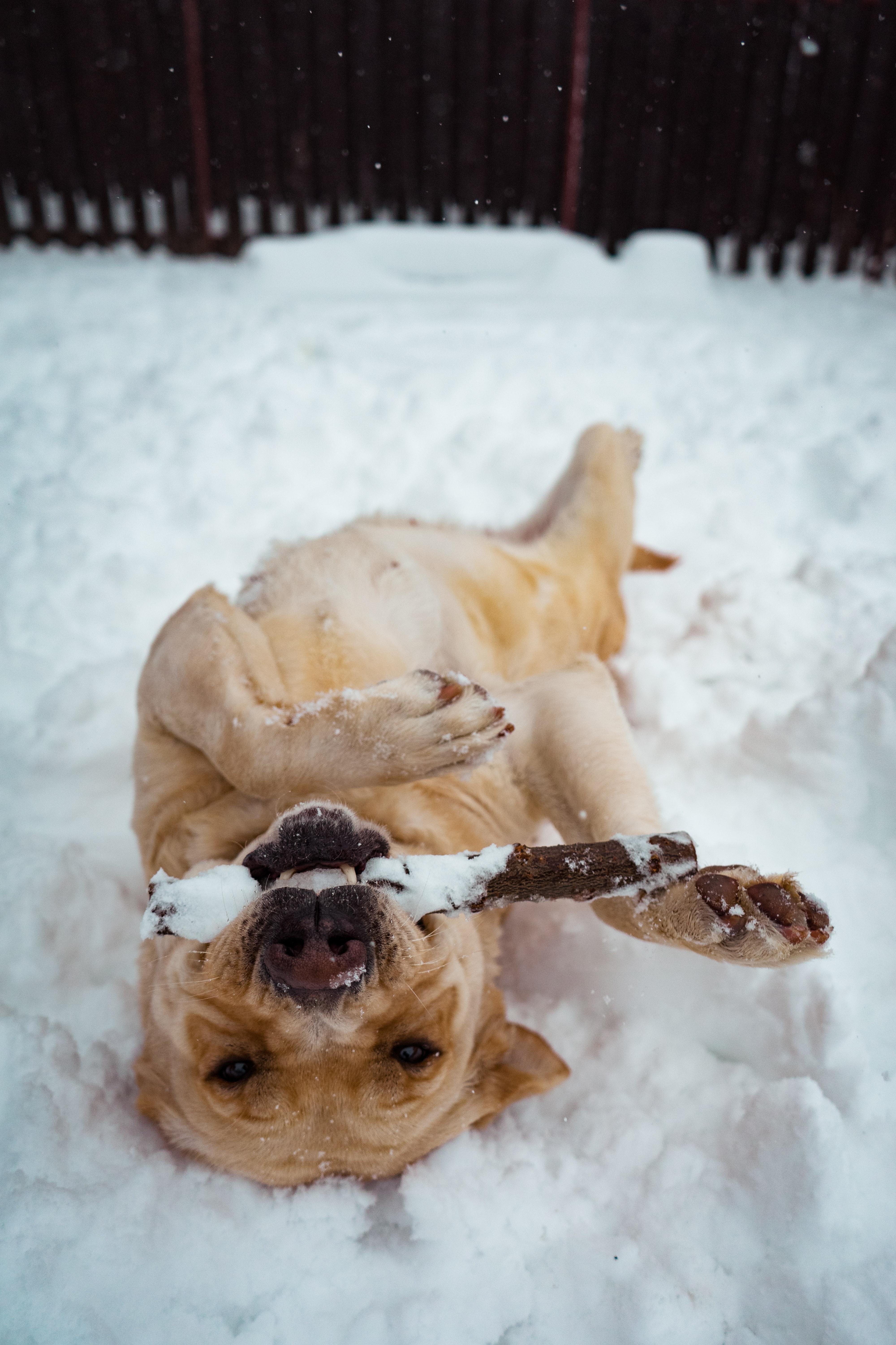 Dogs In Winter Wallpapers - Top Free Dogs In Winter Backgrounds ...