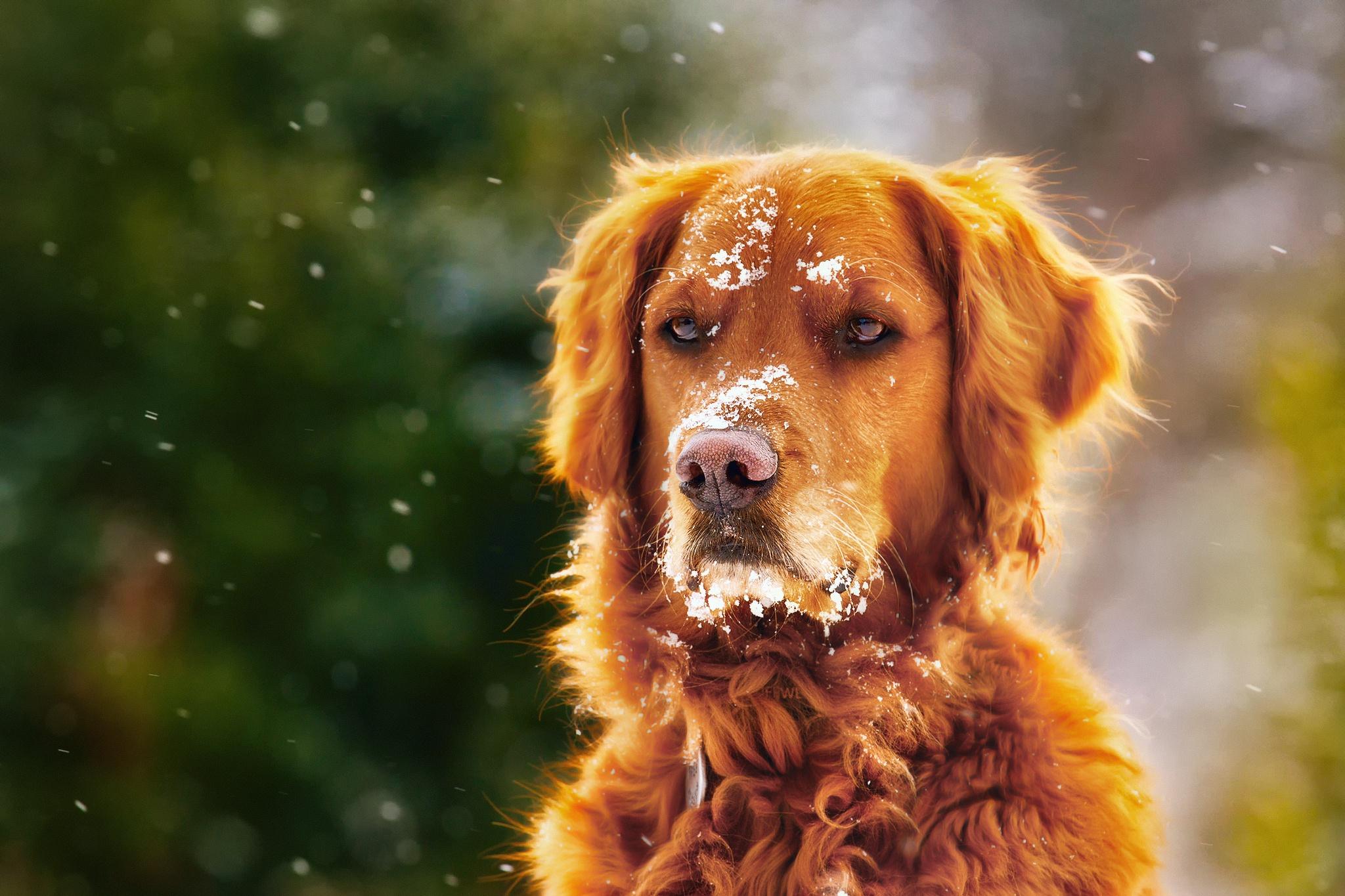 Dogs In Winter Wallpapers - Top Free Dogs In Winter Backgrounds ...