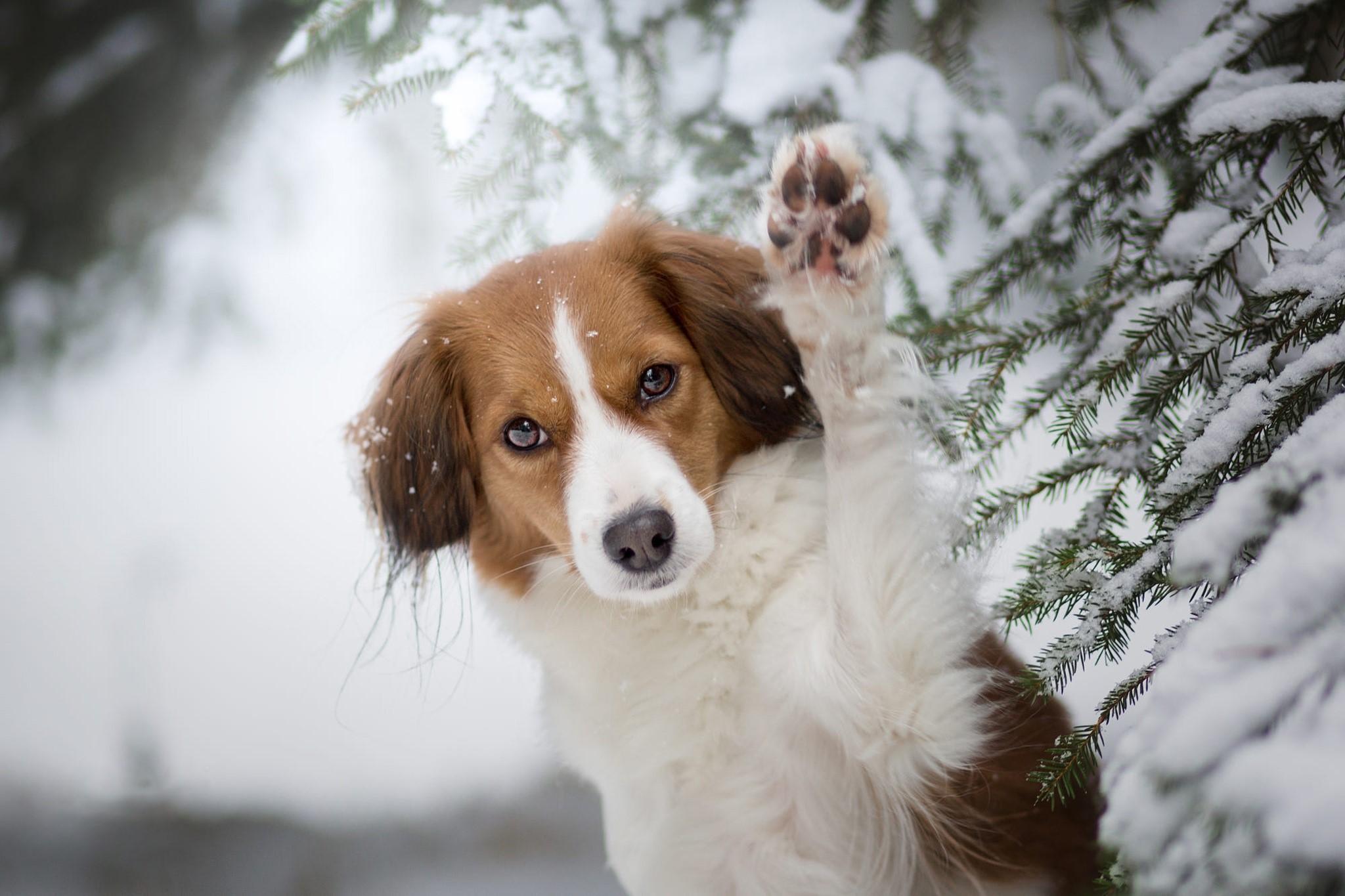 Dogs Playing in Snow Wallpapers - Top Free Dogs Playing in Snow ...