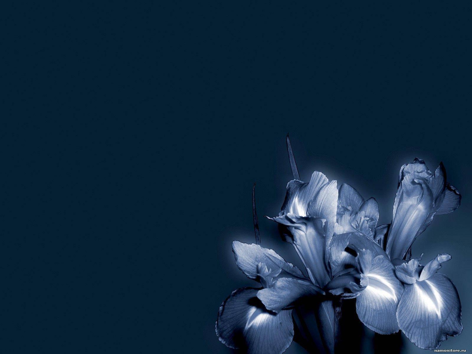 Navy Blue Floral Wallpapers - Top Free Navy Blue Floral Backgrounds ...