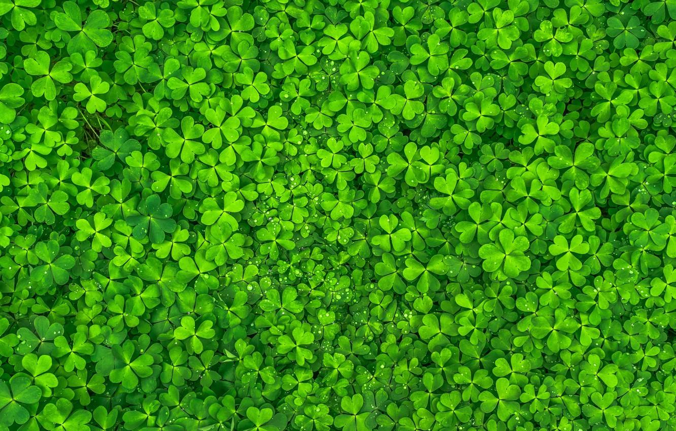 Green Leaf Desktop Wallpapers - Top Free Green Leaf Desktop Backgrounds ...