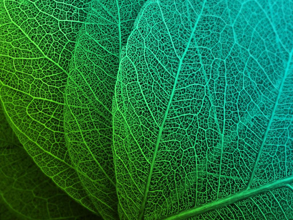 Green Leaf Desktop Wallpapers - Top Free Green Leaf Desktop Backgrounds ...