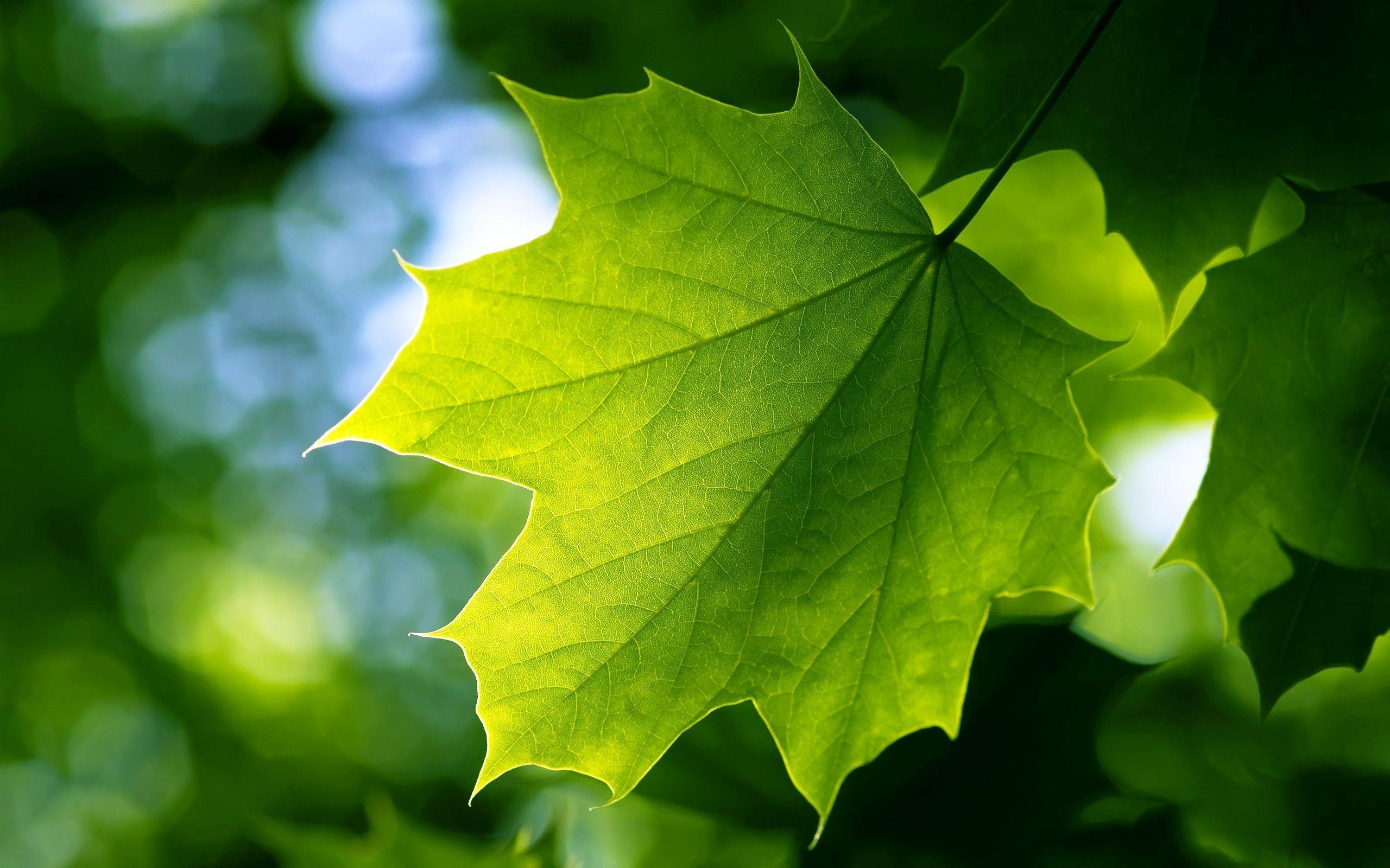Green Leaf Desktop Wallpapers - Top Free Green Leaf Desktop Backgrounds ...