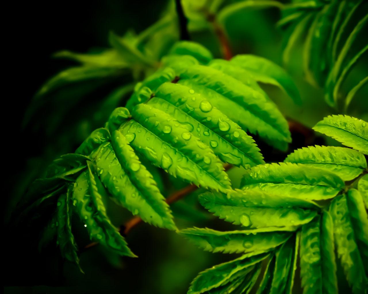 Green Leaf Desktop Wallpapers - Top Free Green Leaf Desktop Backgrounds ...