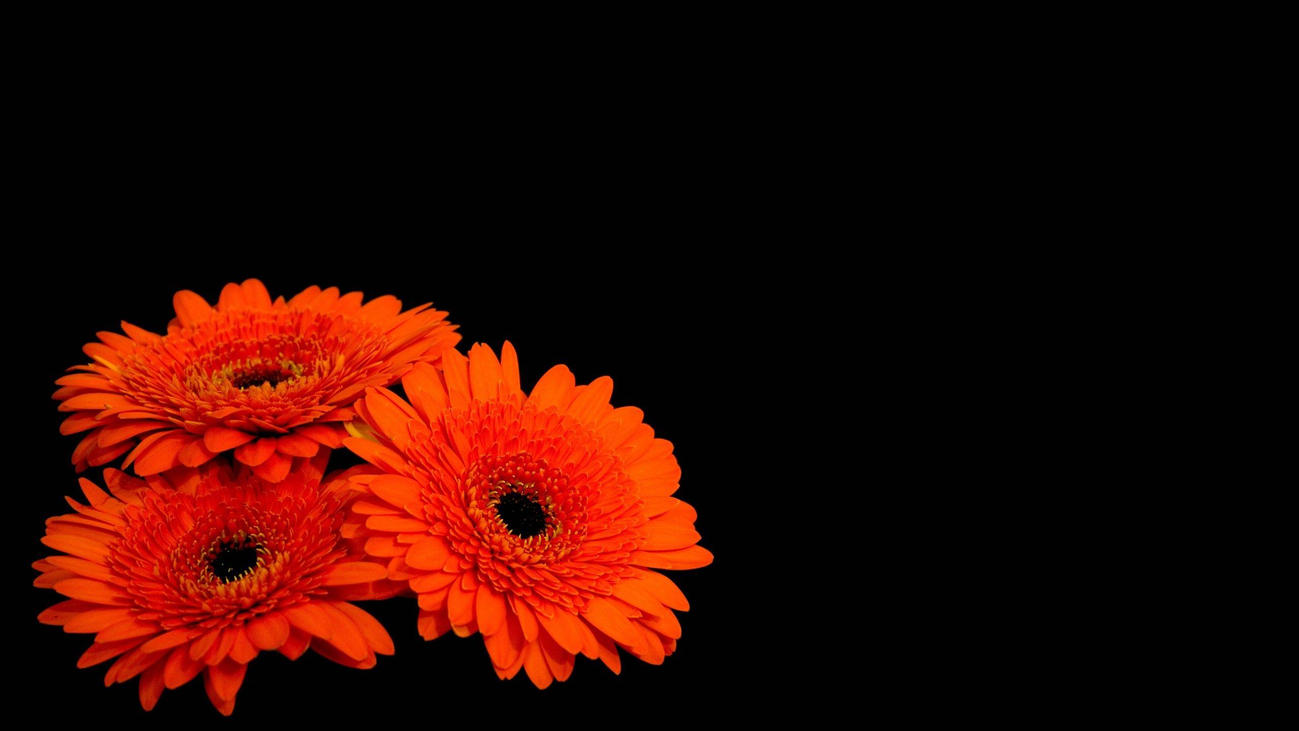 Dark Flowers Desktop Wallpapers - Top Free Dark Flowers Desktop ...