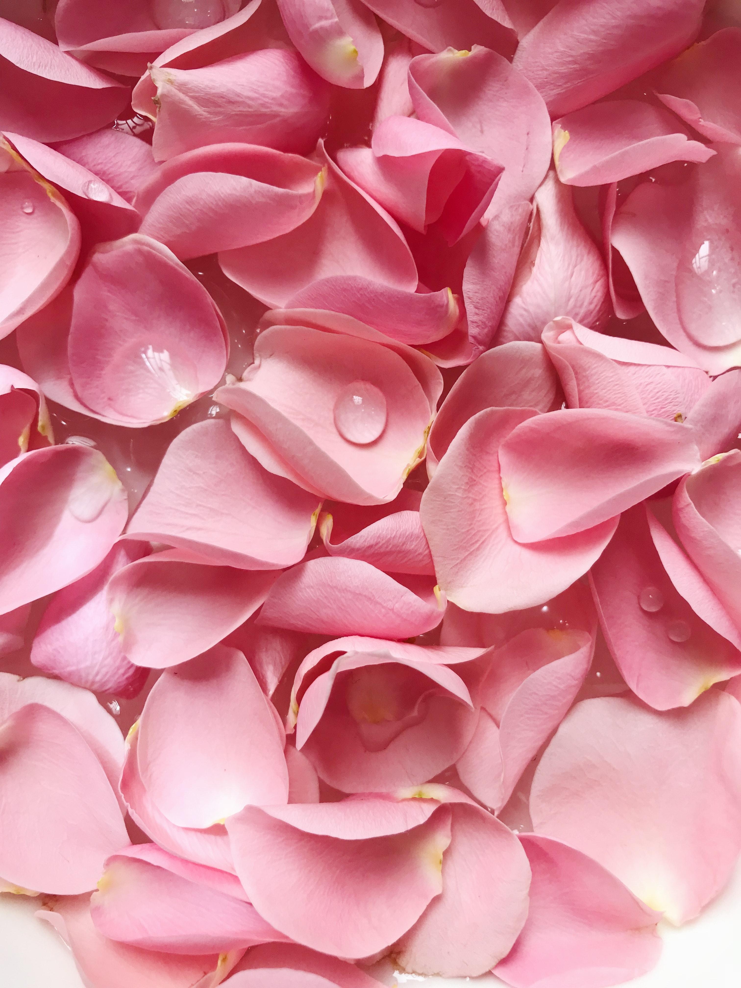 Pink Rose Petals Wallpapers - Top Free Pink Rose Petals Backgrounds ...