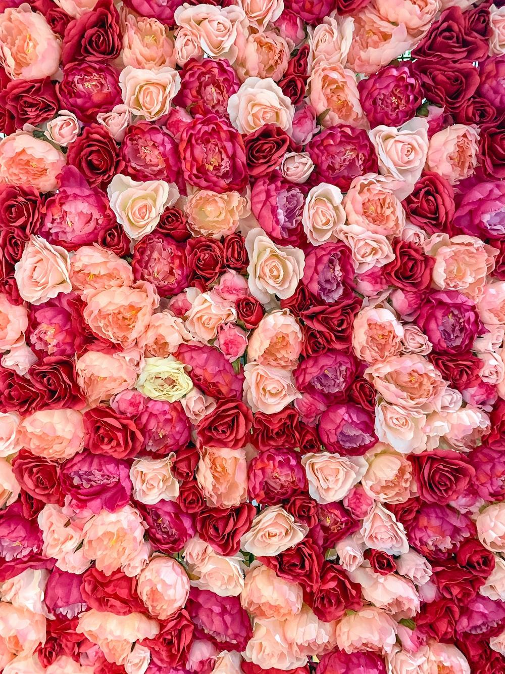 Pink Rose Petals Wallpapers - Top Free Pink Rose Petals Backgrounds ...