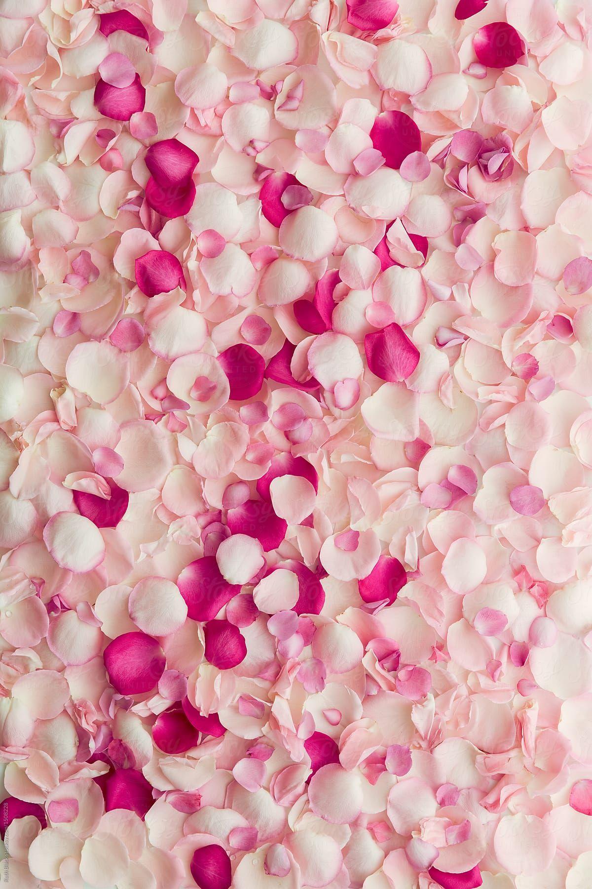 Pink Rose Petals Wallpapers - Top Free Pink Rose Petals Backgrounds ...