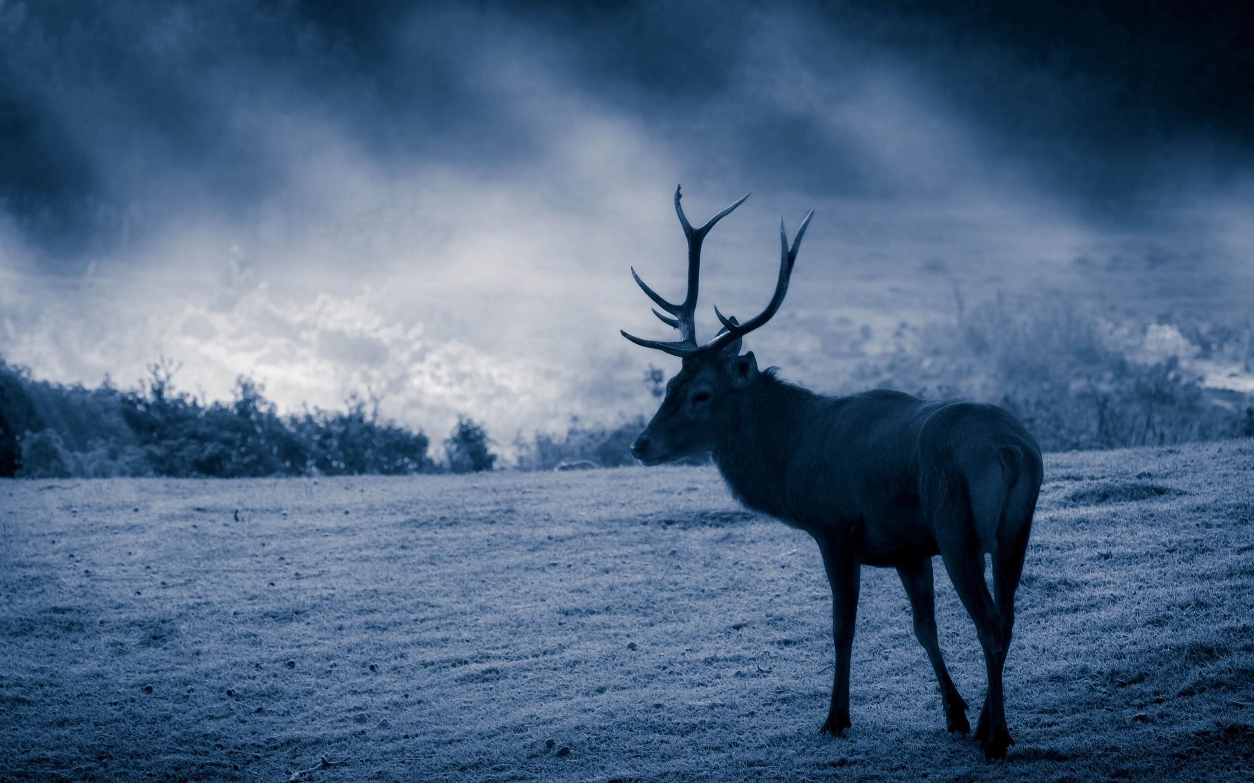 Winter Elk Wallpapers - Top Free Winter Elk Backgrounds - WallpaperAccess