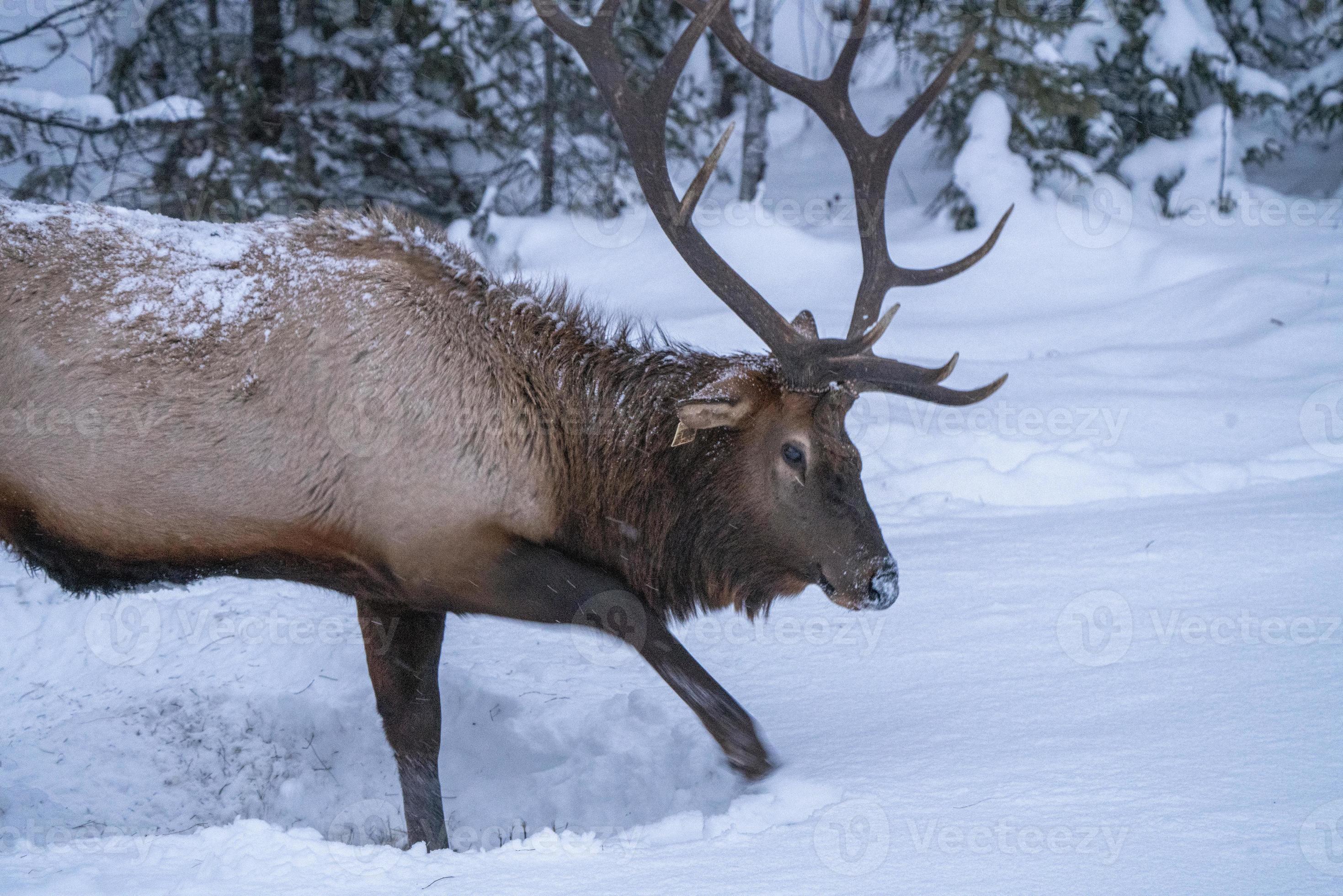 Winter Elk Wallpapers - Top Free Winter Elk Backgrounds - WallpaperAccess