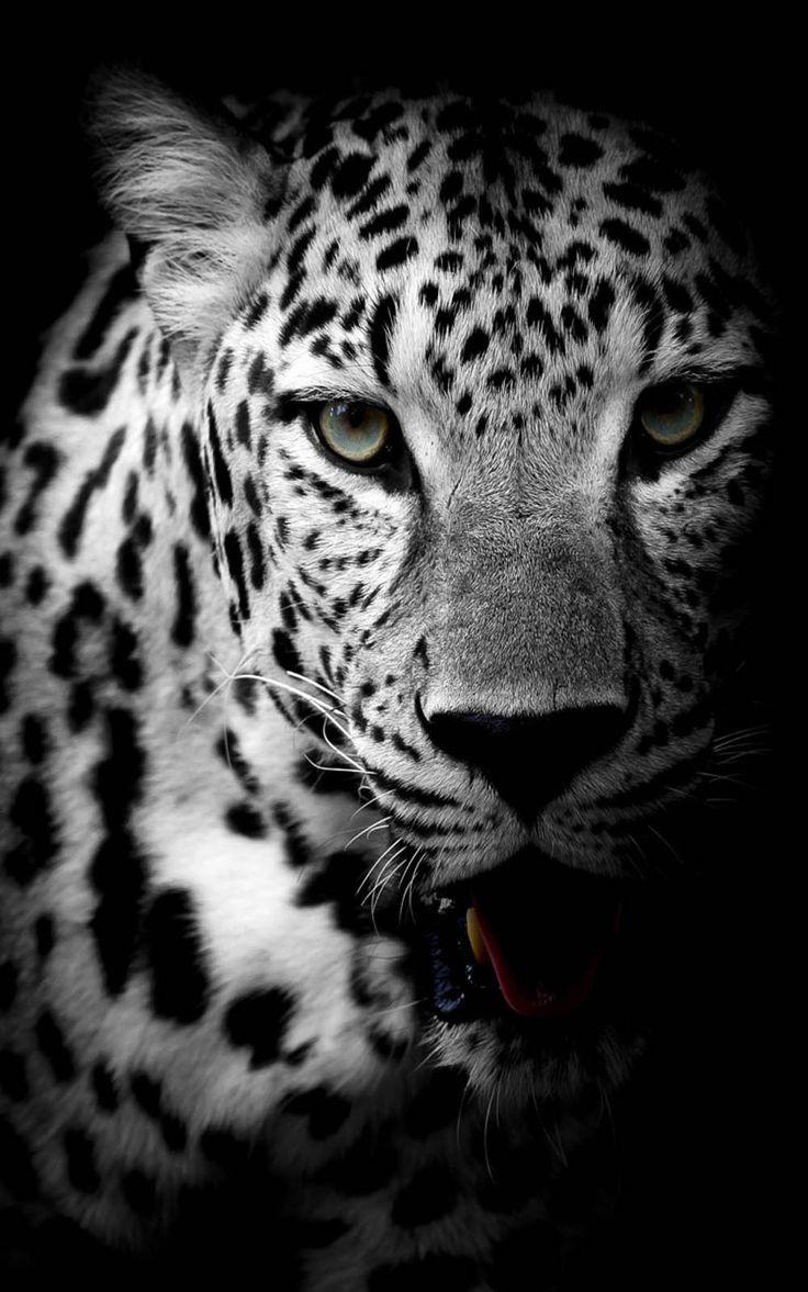Dark Cheetah Wallpapers - Top Free Dark Cheetah Backgrounds ...