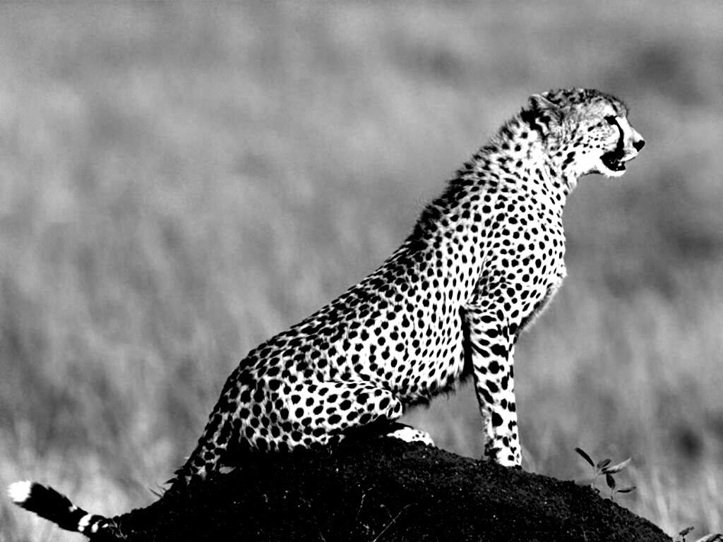Dark Cheetah Wallpapers - Top Free Dark Cheetah Backgrounds ...
