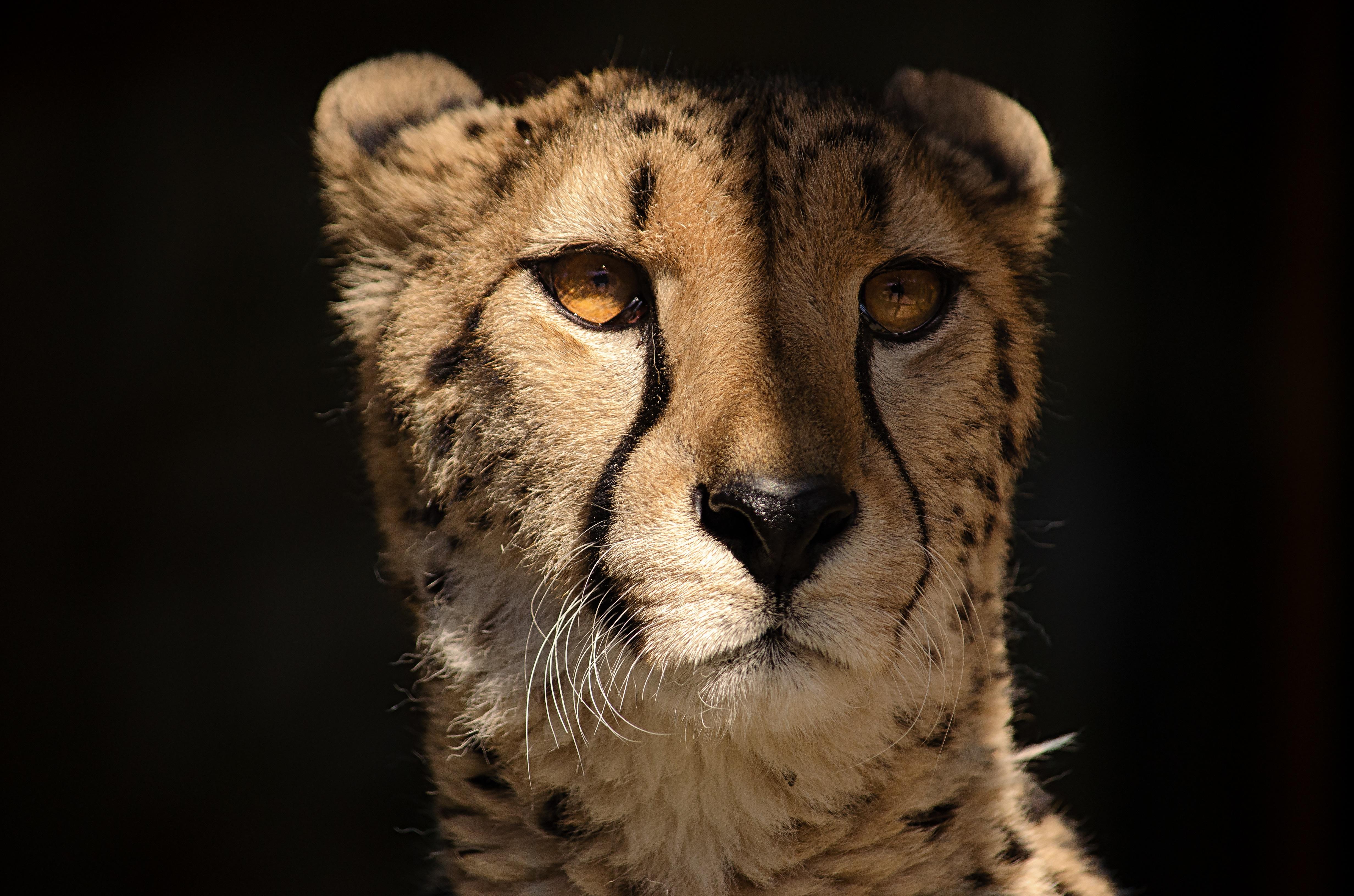 Dark Cheetah Wallpapers - Top Free Dark Cheetah Backgrounds ...