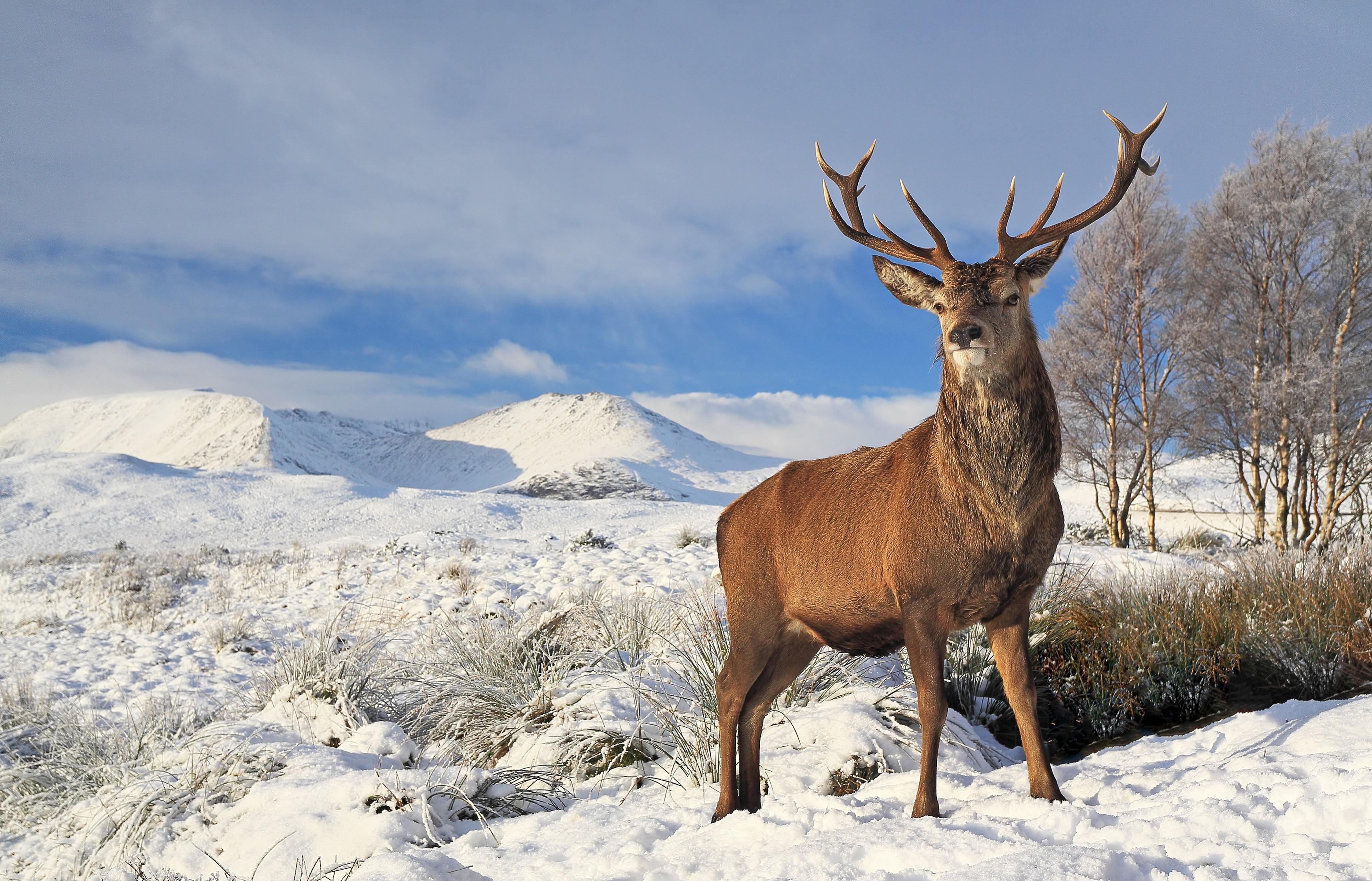 Winter Elk Wallpapers - Top Free Winter Elk Backgrounds - WallpaperAccess