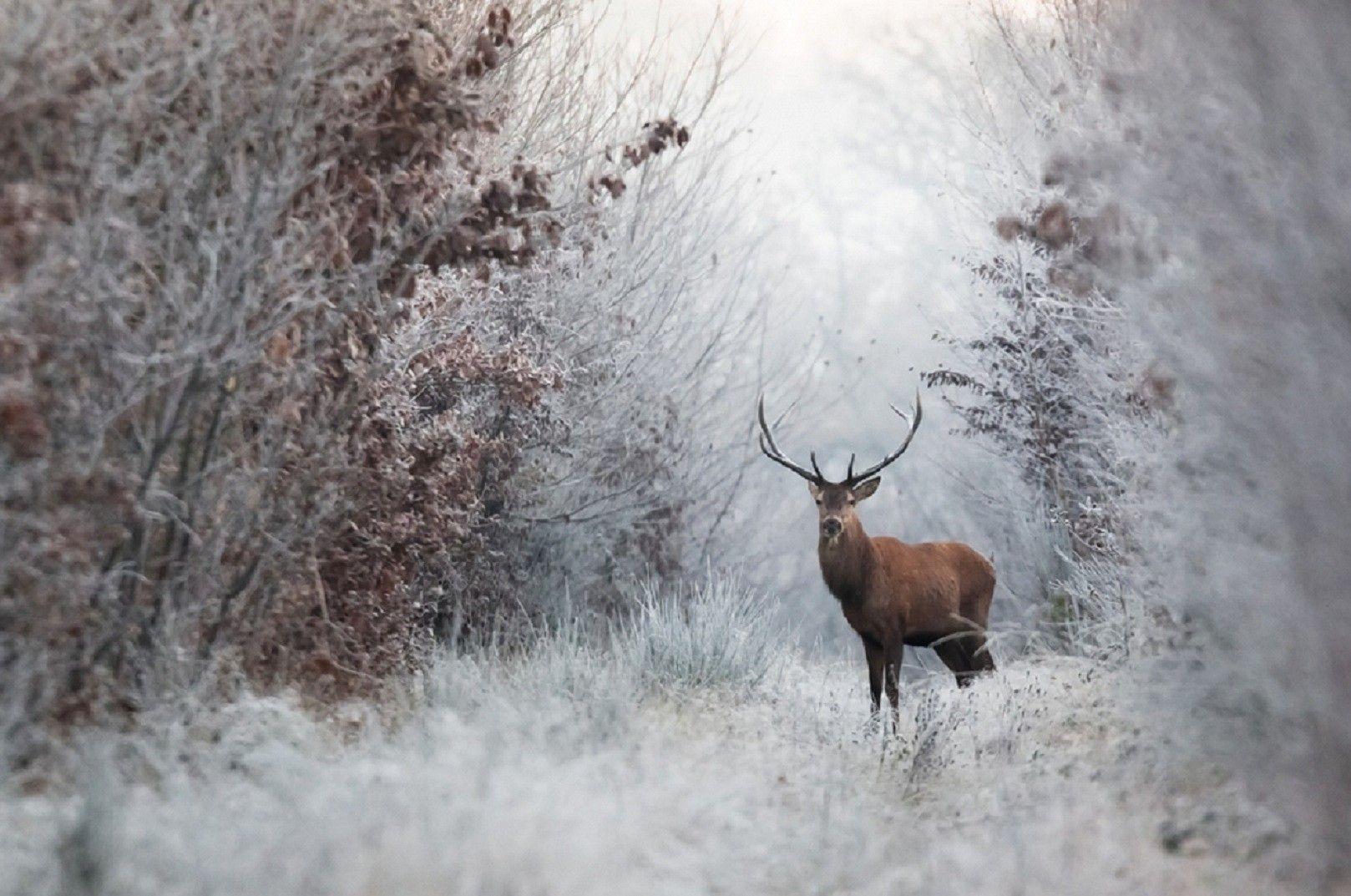 Winter Elk Wallpapers - Top Free Winter Elk Backgrounds - WallpaperAccess