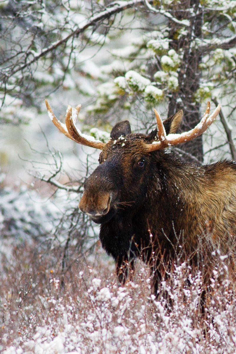 Winter Elk Wallpapers - Top Free Winter Elk Backgrounds - WallpaperAccess