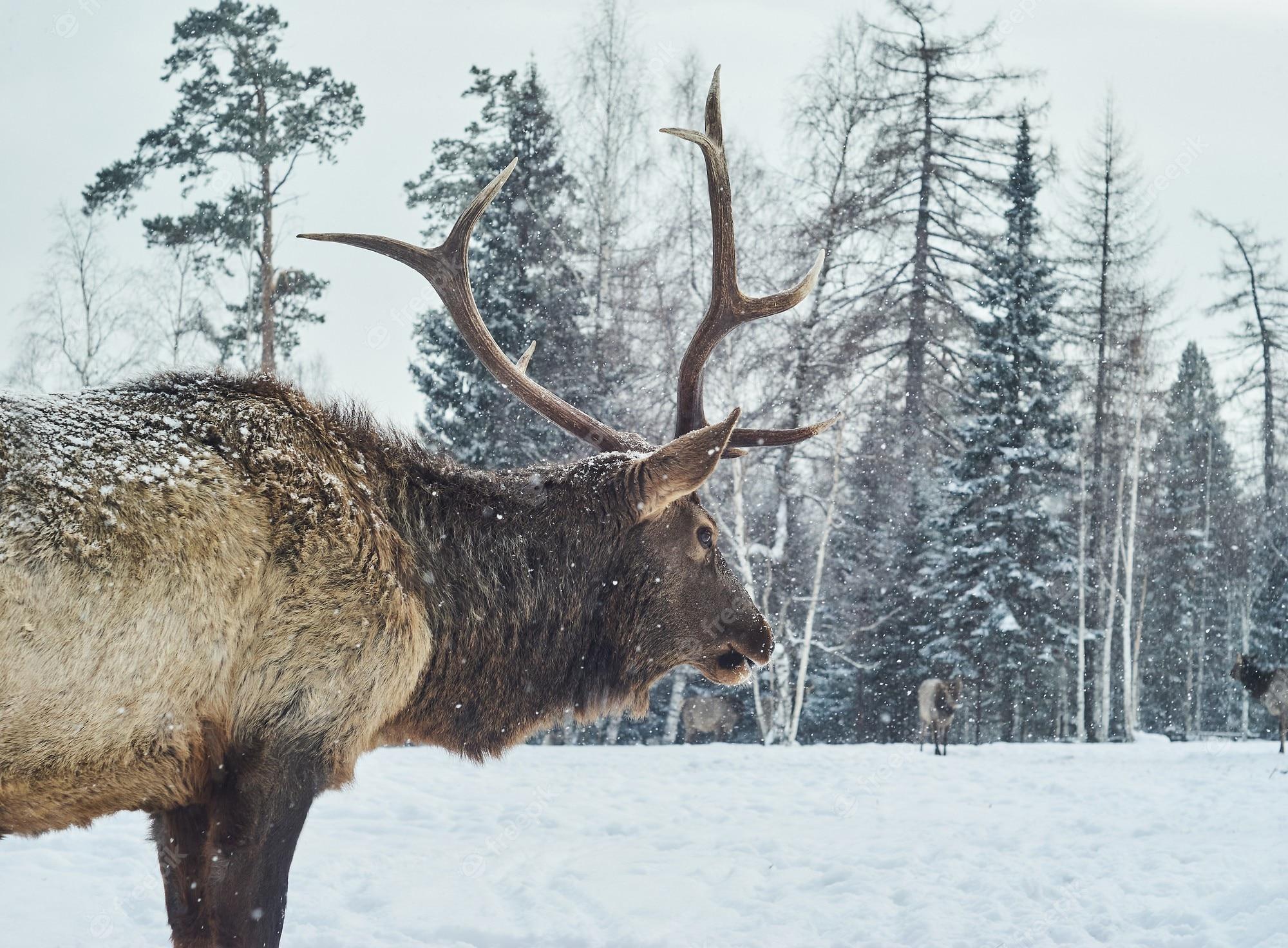 Winter Elk Wallpapers - Top Free Winter Elk Backgrounds - WallpaperAccess