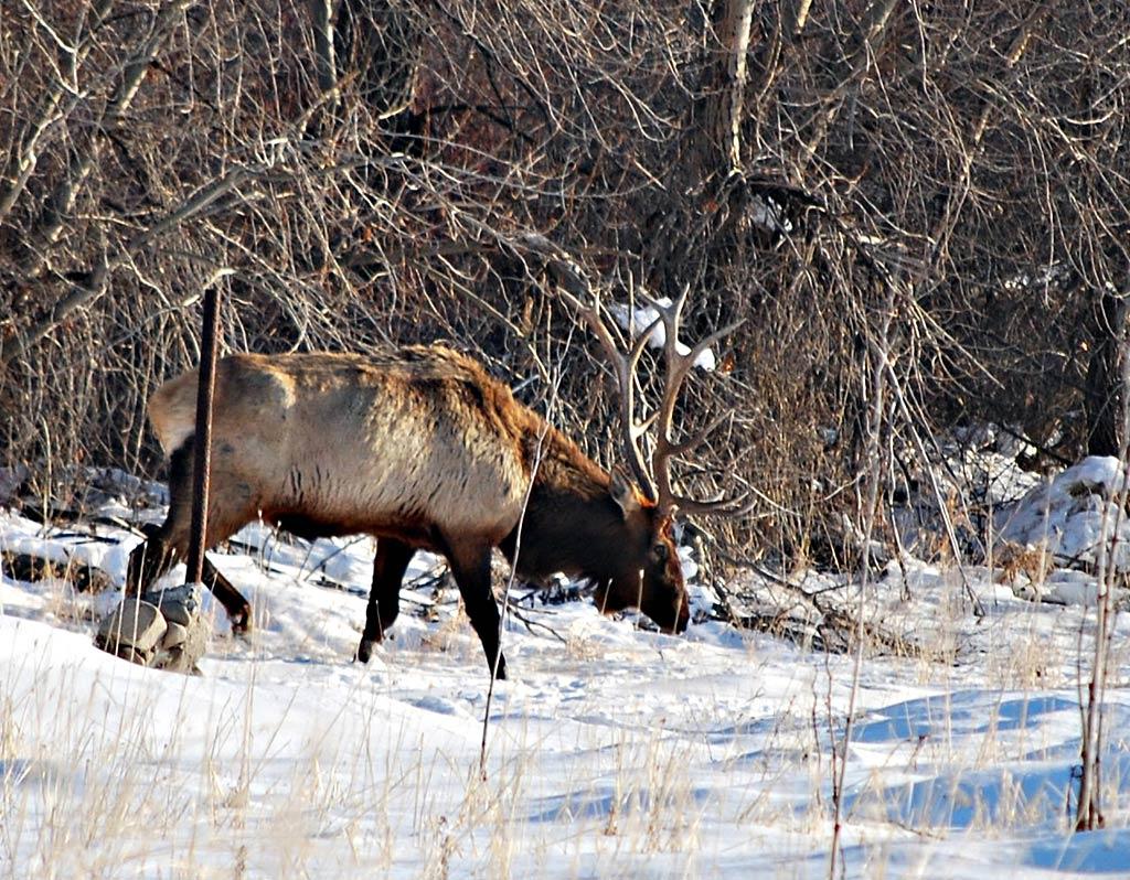 Winter Elk Wallpapers - Top Free Winter Elk Backgrounds - WallpaperAccess