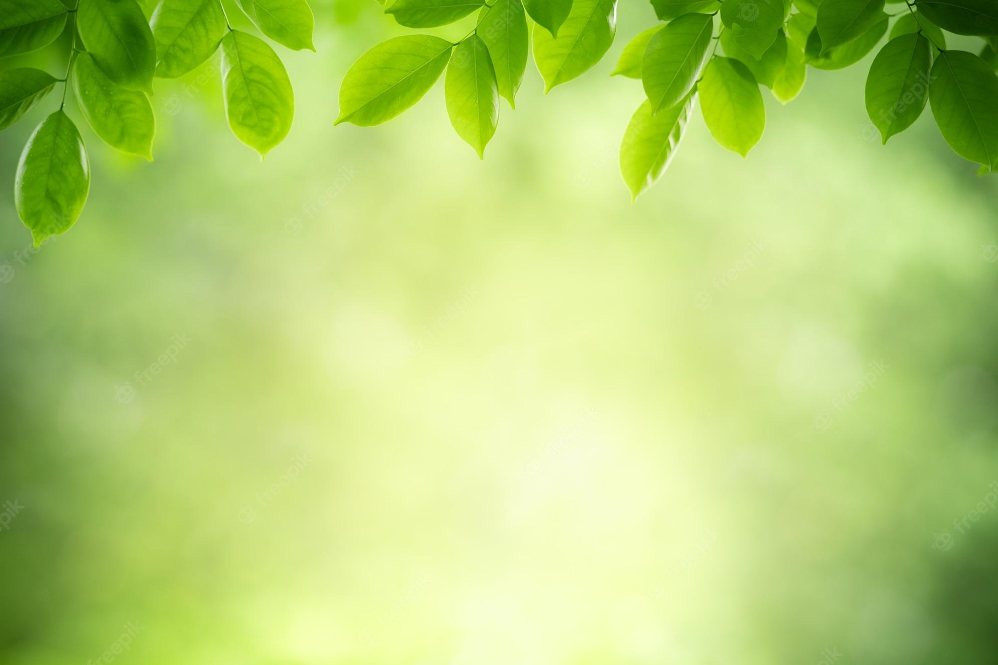 Earthy Green Wallpapers - Top Free Earthy Green Backgrounds ...