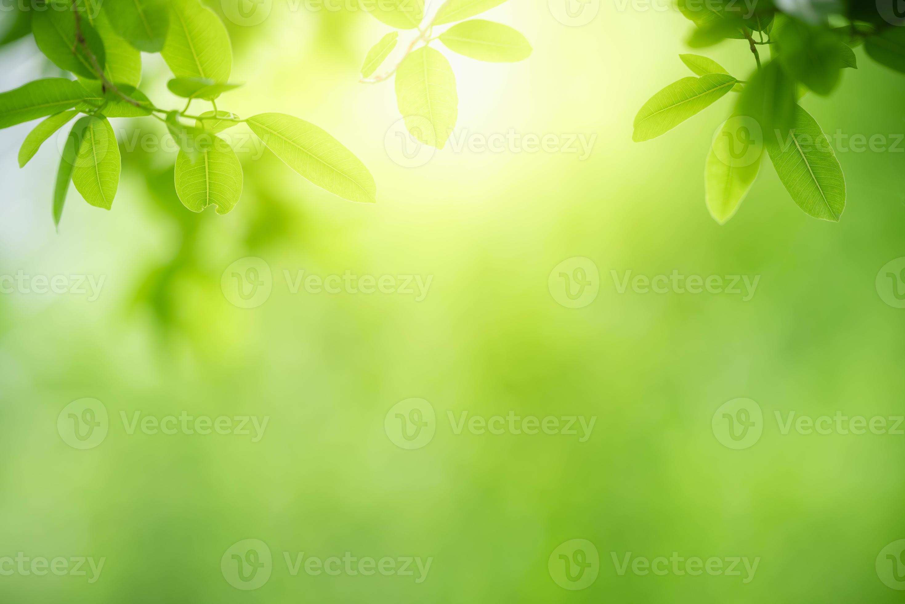 Earthy Green Wallpapers - Top Free Earthy Green Backgrounds ...