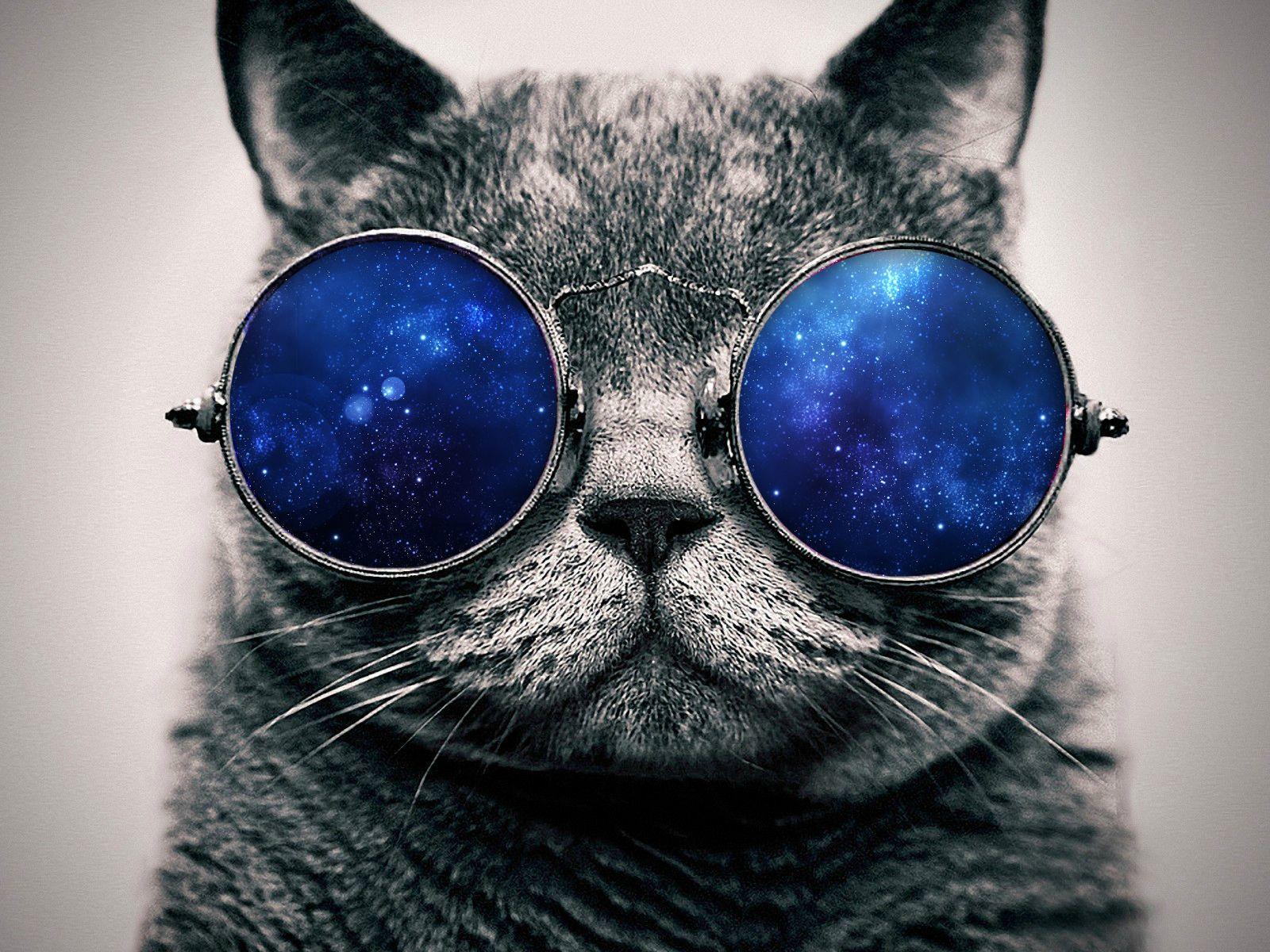 Galaxy Cat Desktop Wallpapers - Top Free Galaxy Cat Desktop Backgrounds ...