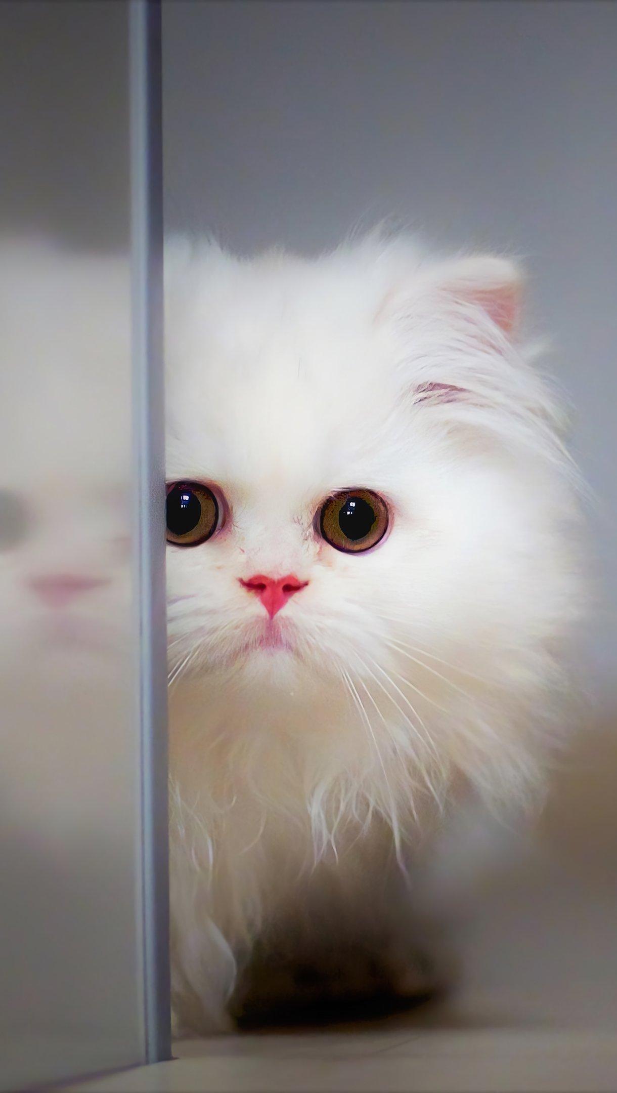 Cat Portrait Wallpapers - Top Free Cat Portrait Backgrounds ...