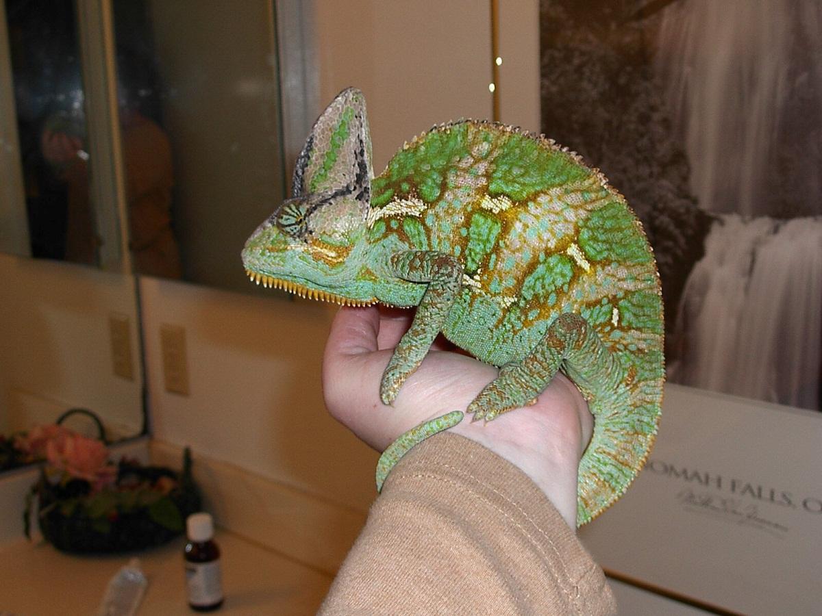 Baby Chameleon Wallpapers - Top Free Baby Chameleon Backgrounds ...
